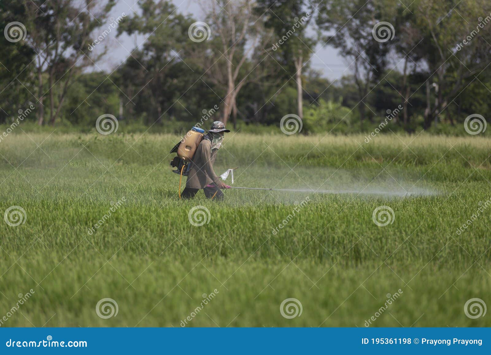 Farmers are Using a Sprayer in Rice Fields. Stock Photo - Image of ...