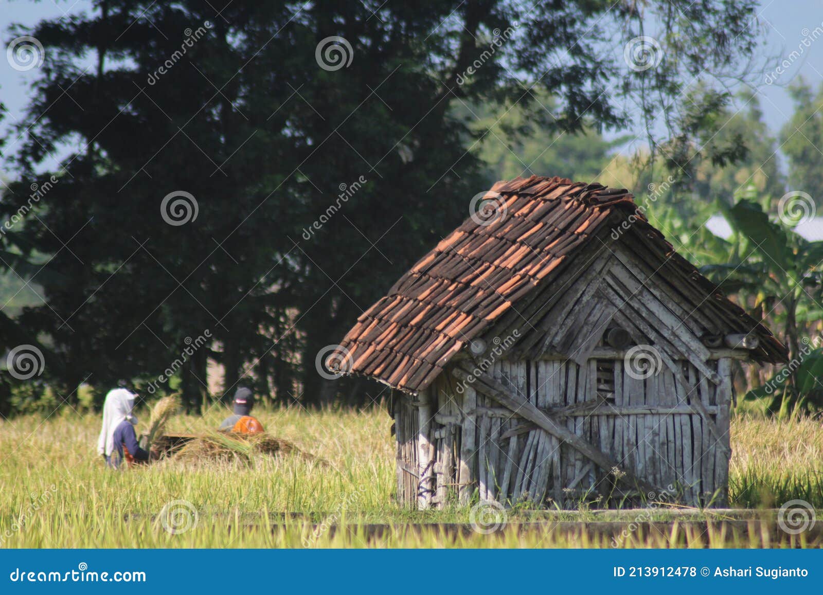 The Farmers Were Harvesting Rice Manually with Traditional Tools Stock ...