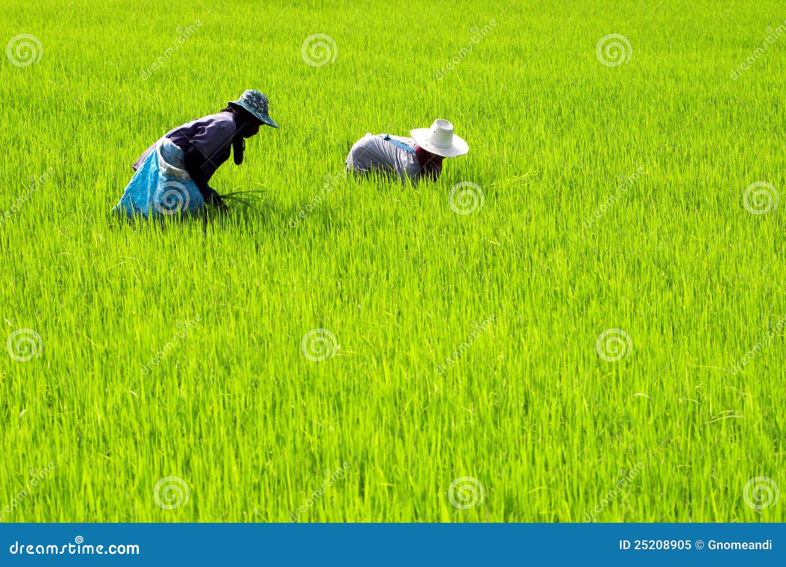 Farmers at work editorial image. Image of meadow, grain - 25208905