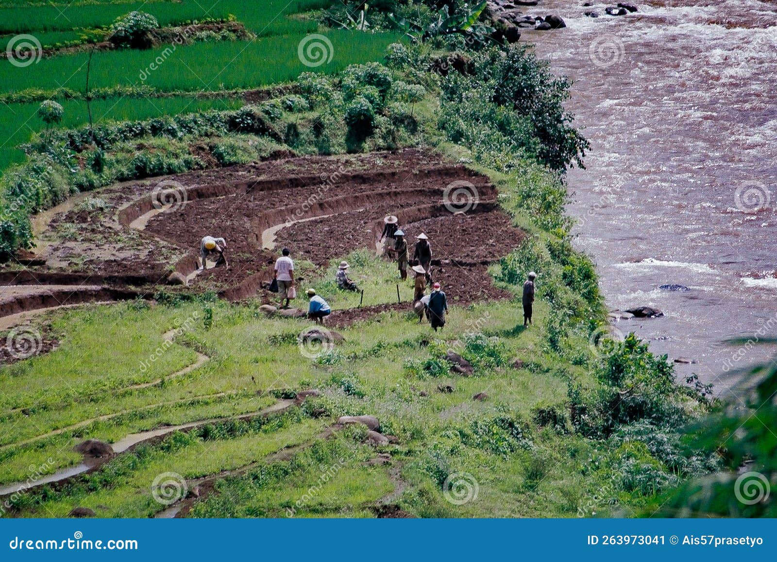 Farmers Work Together in the Fields Stock Image - Image of together ...
