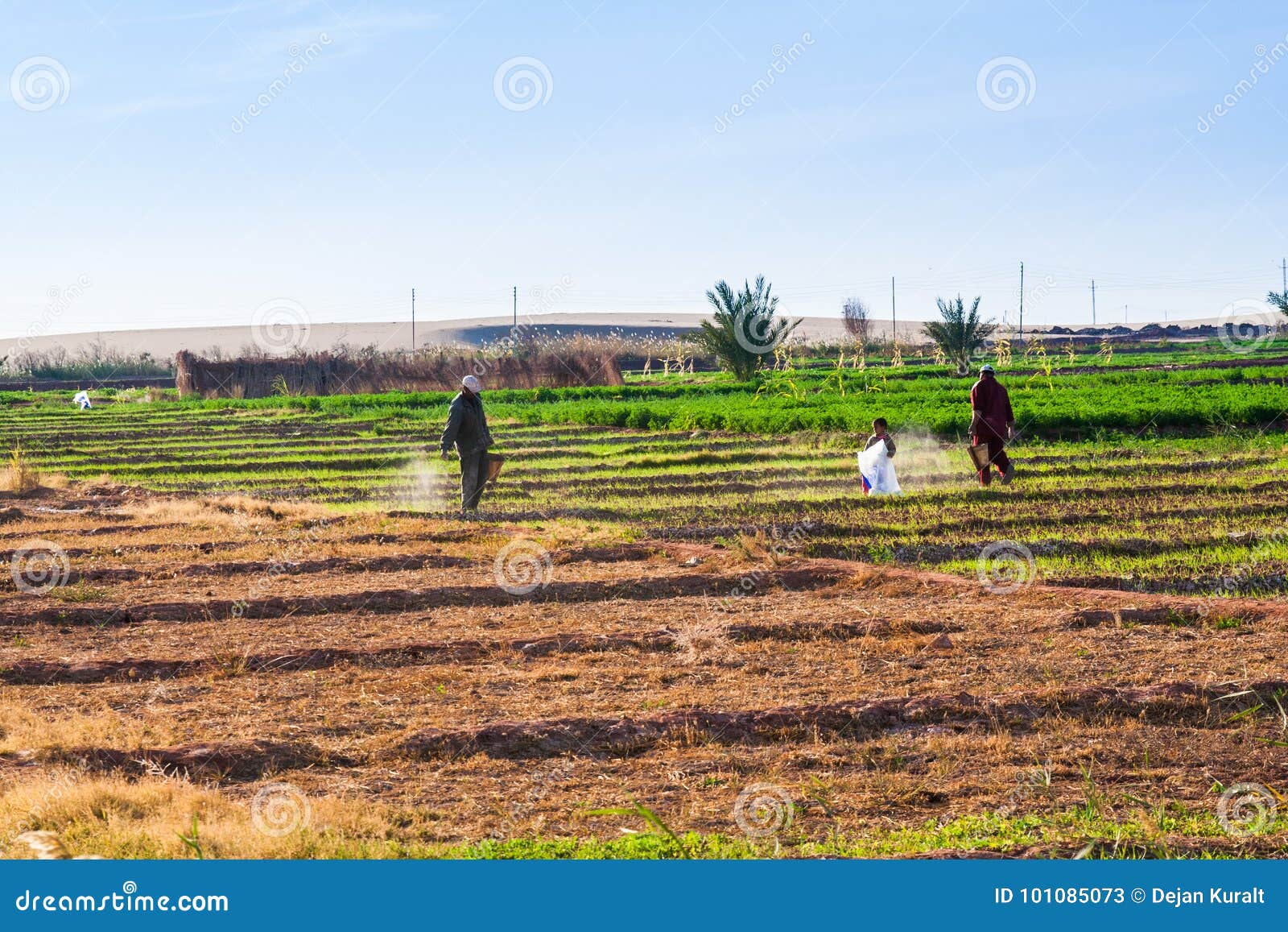 Farmers Working on the Fields Editorial Stock Photo - Image of egyptian ...