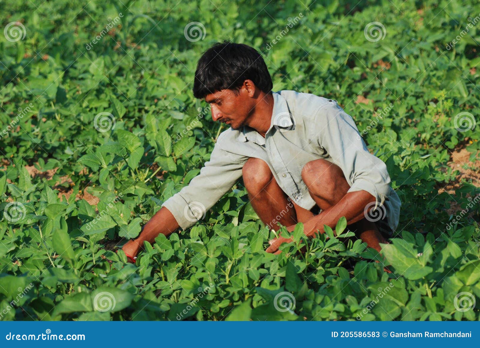 Groundnut Plantation in Andhra Pradesh India Editorial Stock Photo ...