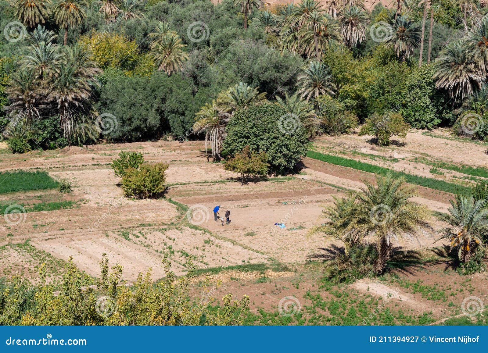 Farmers working, Morocco stock image. Image of farm - 211394927