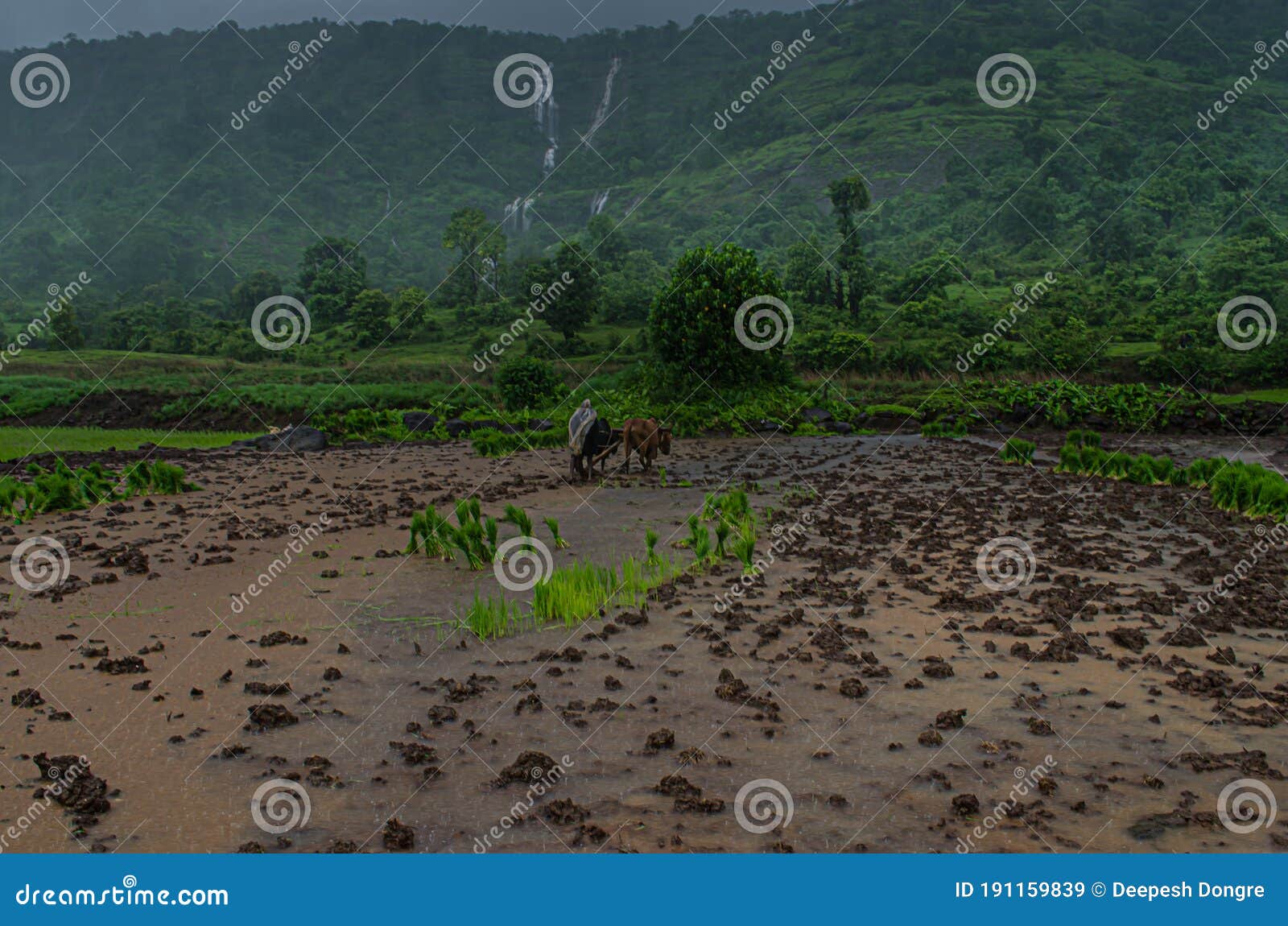 Farmers Working in Muddy Fields for Paddy Crop Stock Image - Image of ...