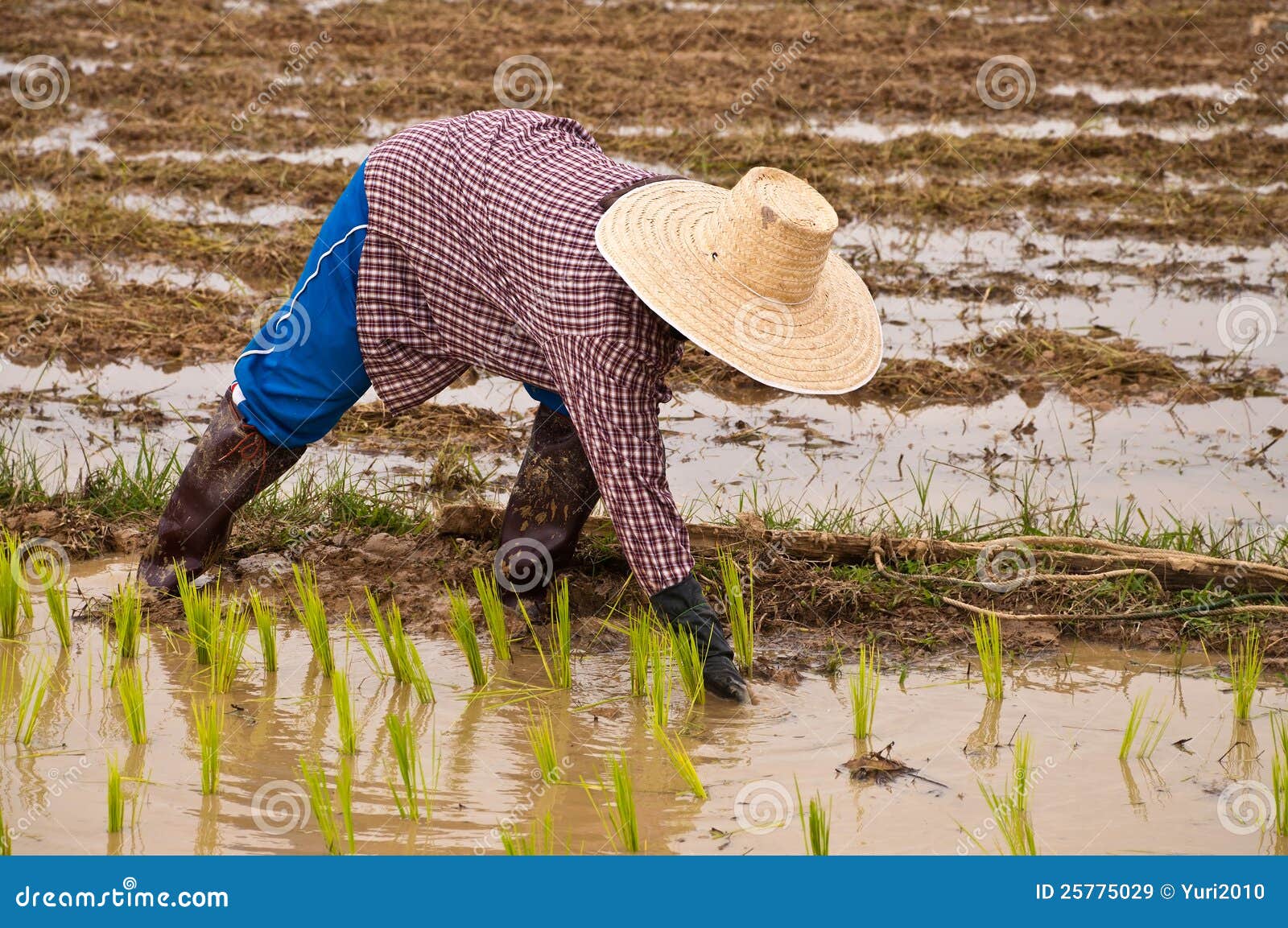 Farmers Working Planting Rice Stock Image - Image of farmers, farm ...