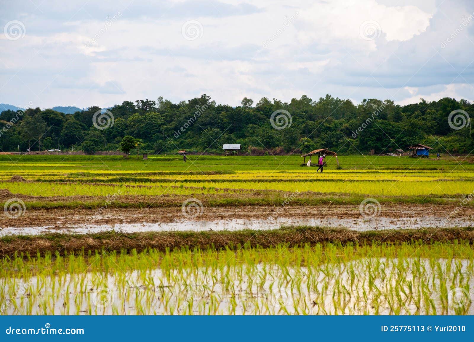 Farmers Working Planting Rice Editorial Stock Photo - Image of crop ...