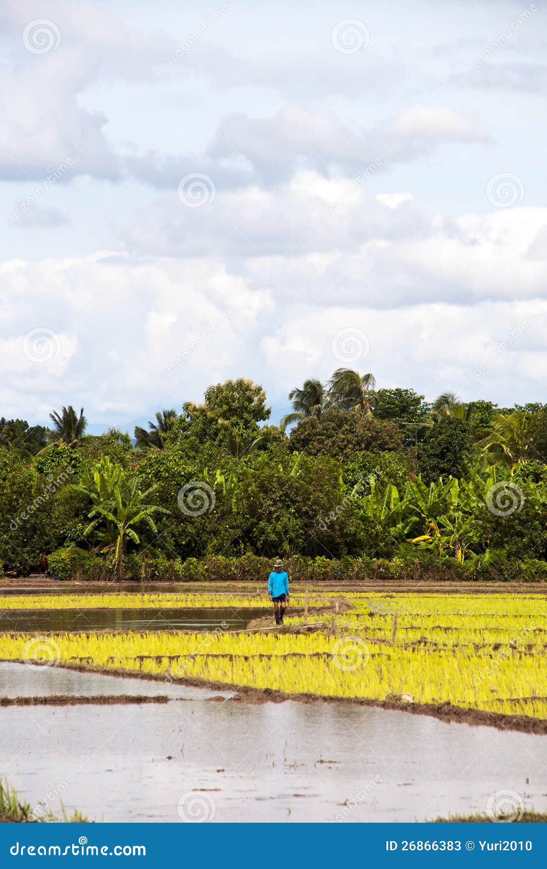 Farmers Working Planting Rice in the Paddy Field Stock Image - Image of ...