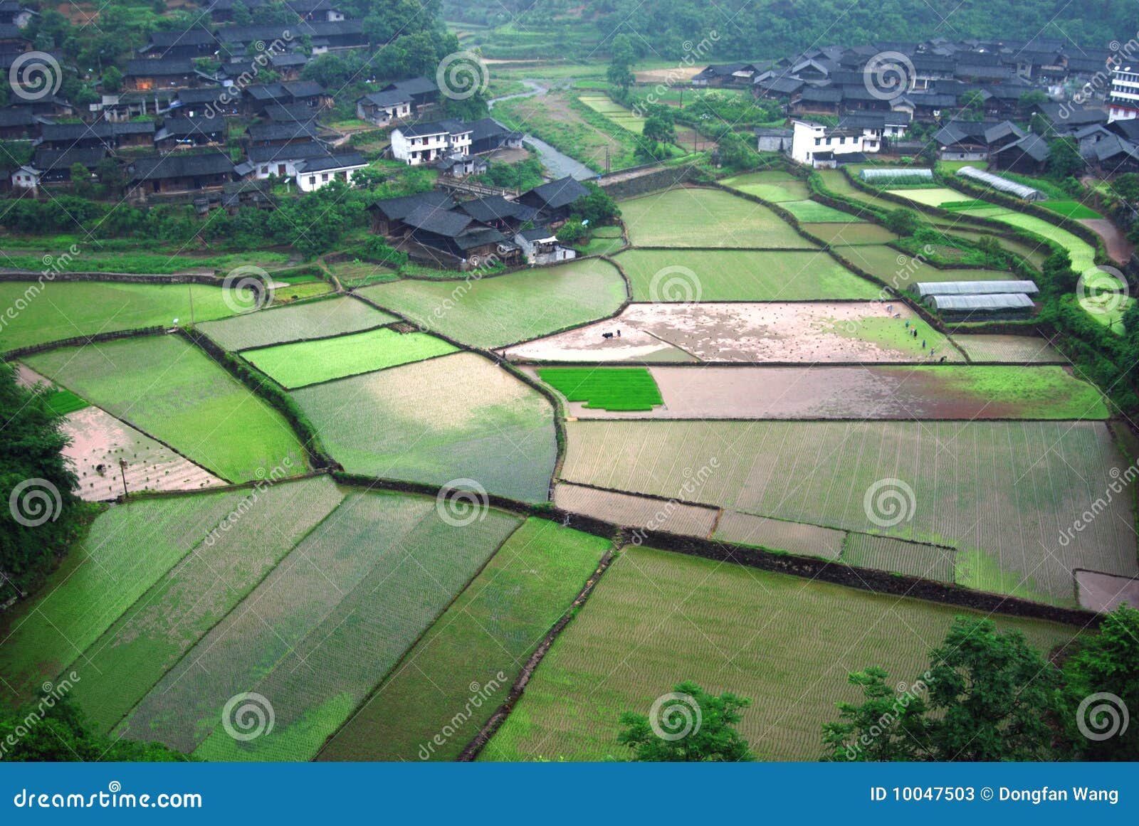 Chinese Rice Fields