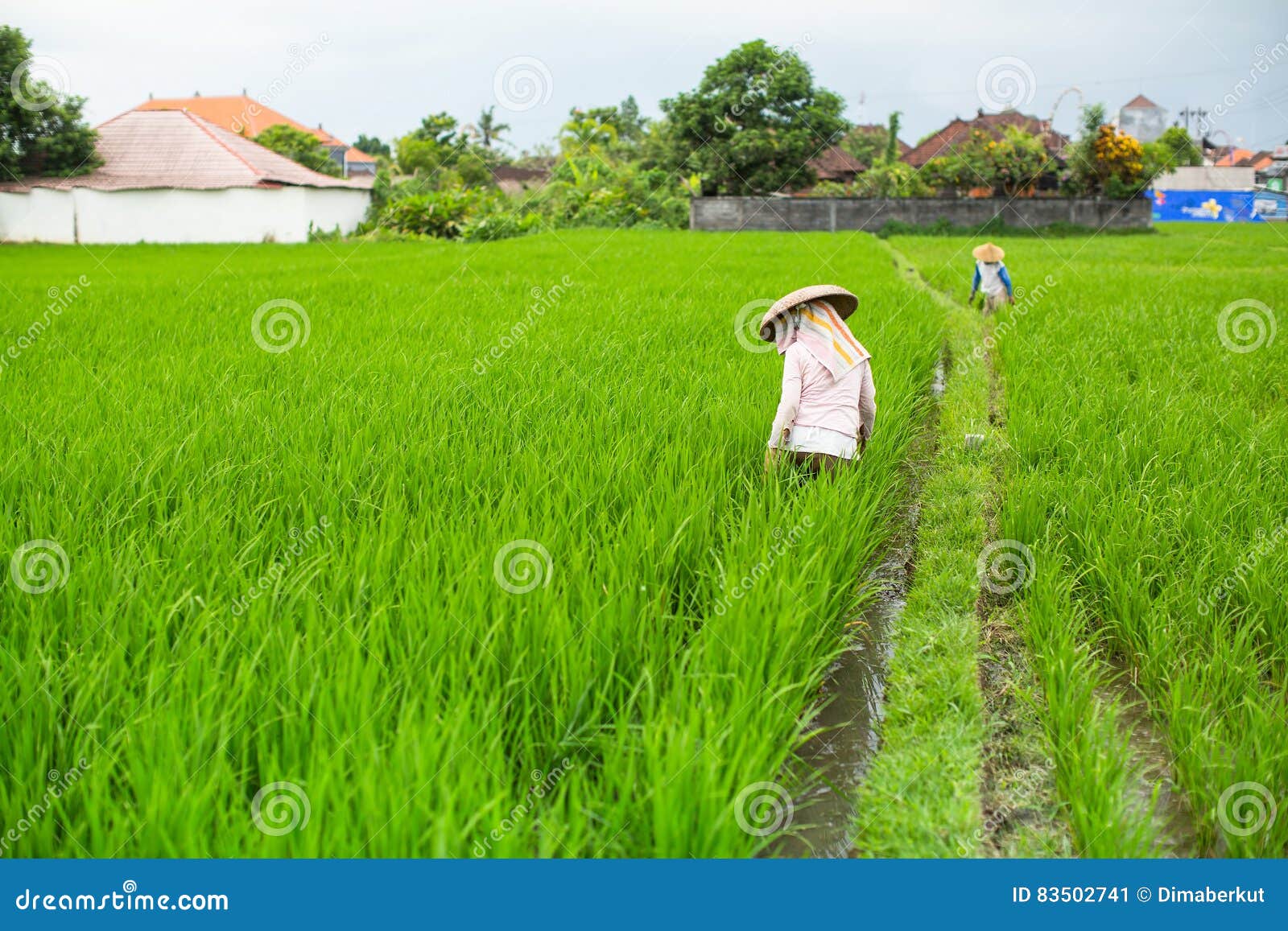Farmers Working in the Rice Fields. Agriculture. Editorial Photo ...