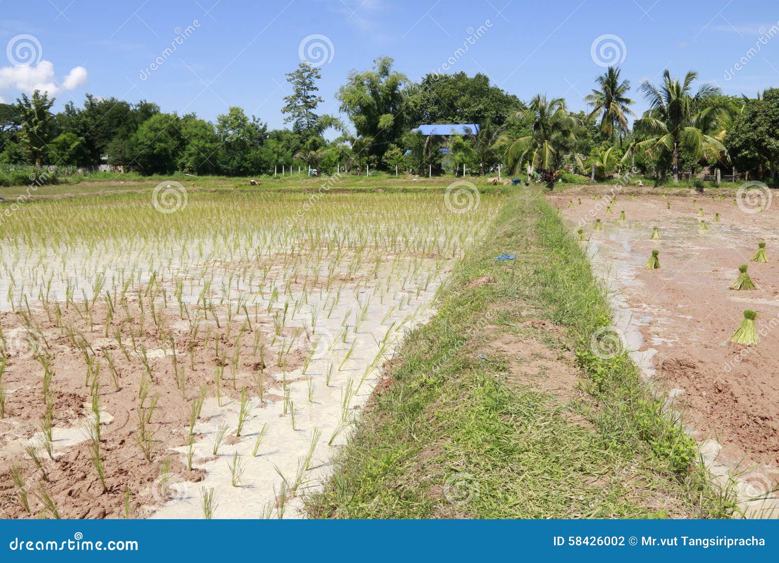 Farmers Working at Rice Fields. Stock Photo - Image of farming ...