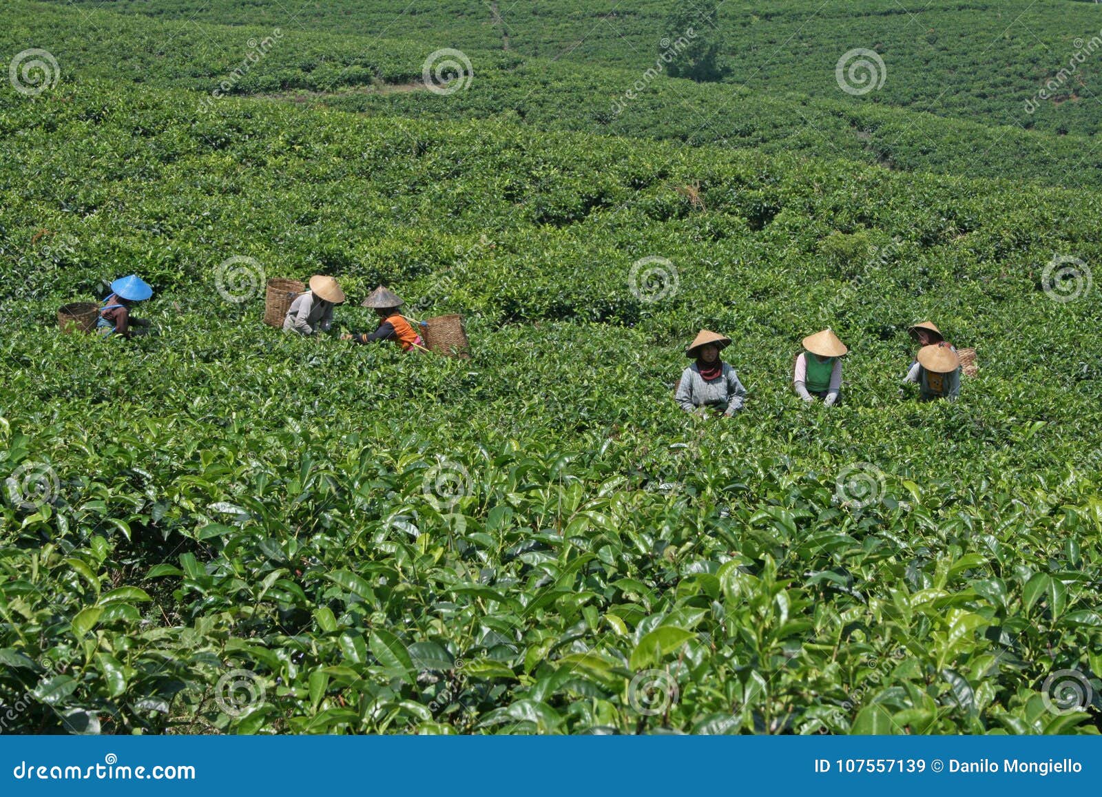 Work tea fields editorial stock image. Image of asia - 107557139