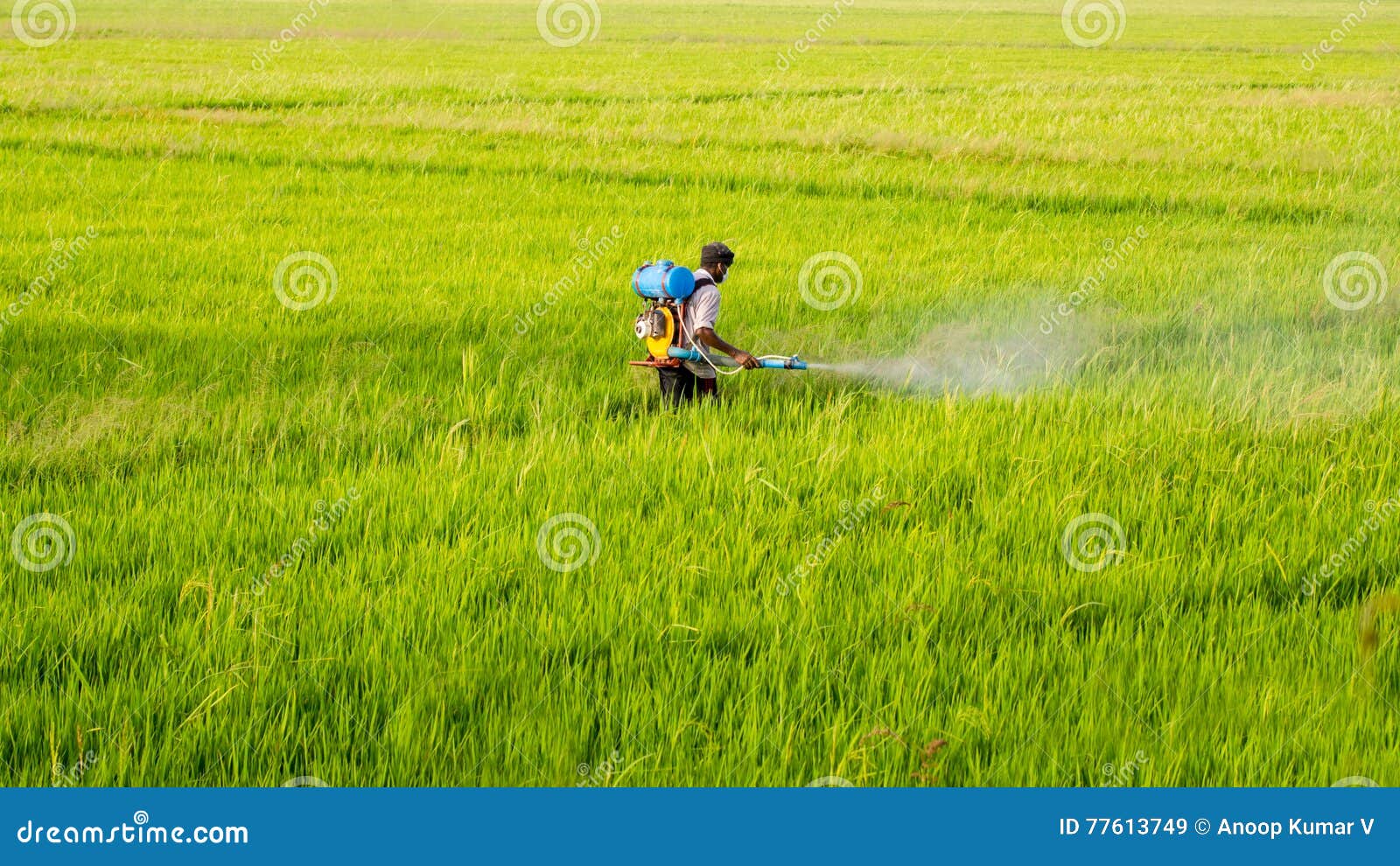 Farmer Spraying Pesticide editorial stock image. Image of oryza - 77613749 Farmer Spraying Pesticide editorial stock image. Image of oryza - 77613749
