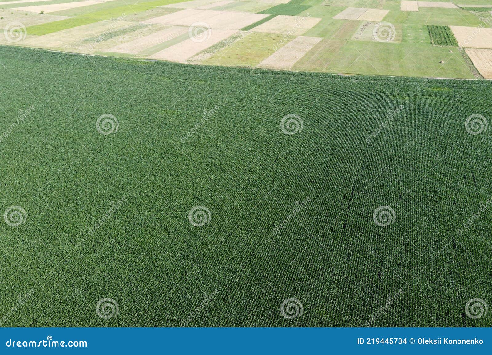 Farmfields from a Bird`s Eye View. Crops of Corn, Landscape Stock Photo ...