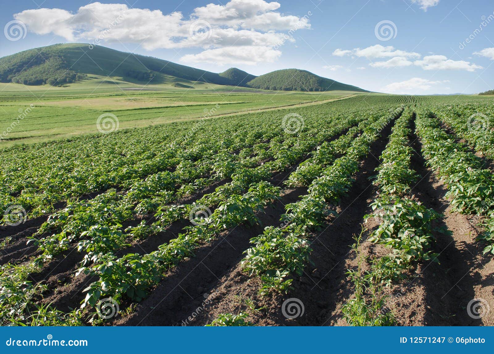 Farming stock image. Image of summer, agriculture, vegetable - 12571247