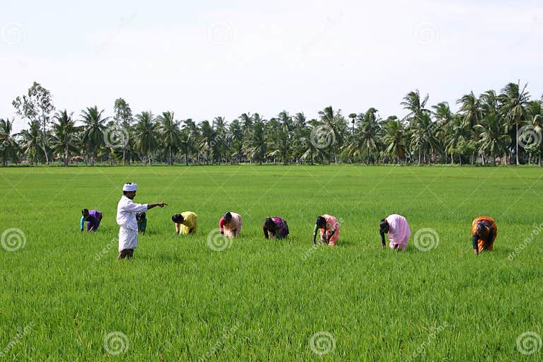 Farming stock image. Image of paddy, farmer, agriculture - 572857