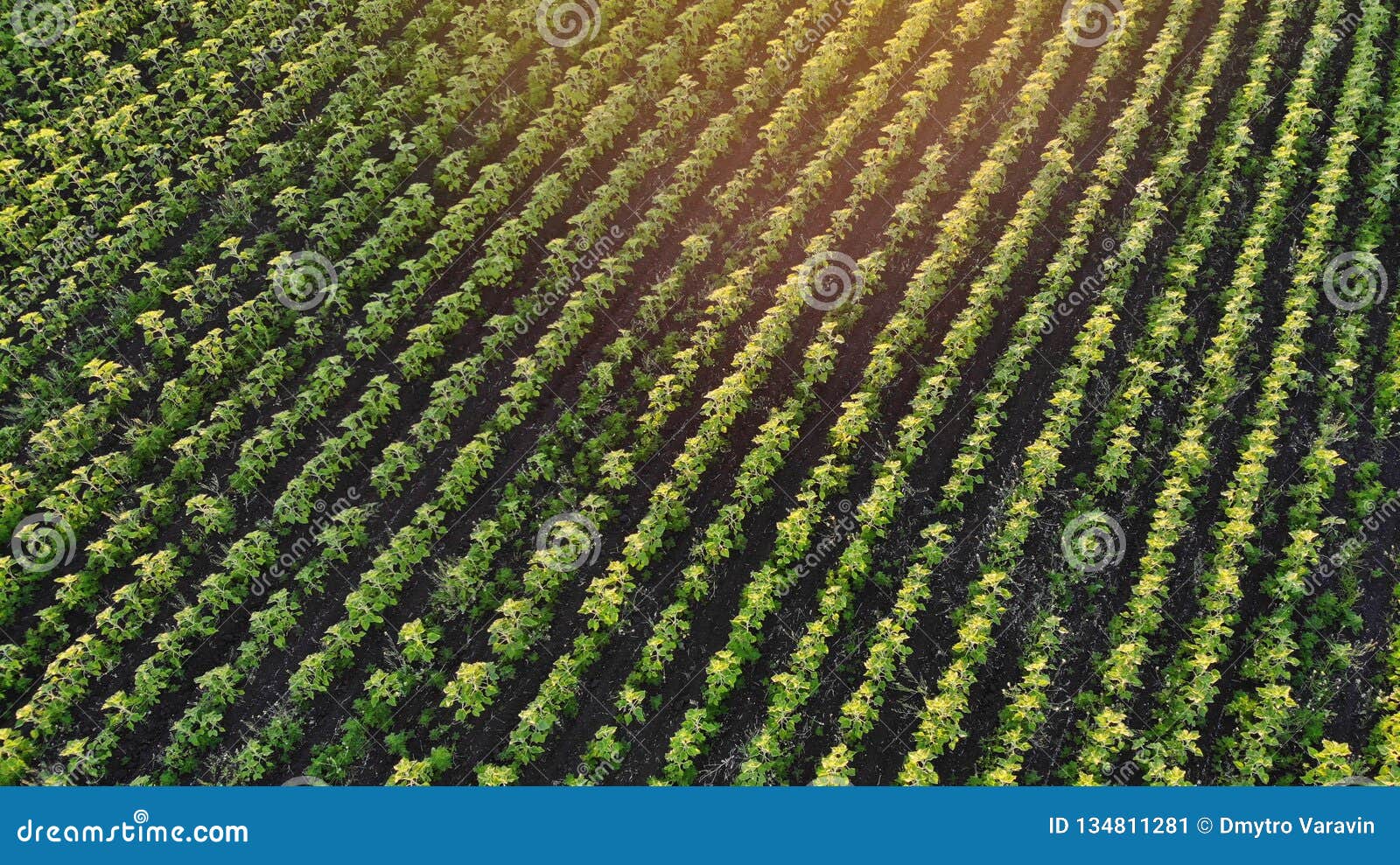 Farming and Agriculture Aerial Background Stock Image - Image of plant ...