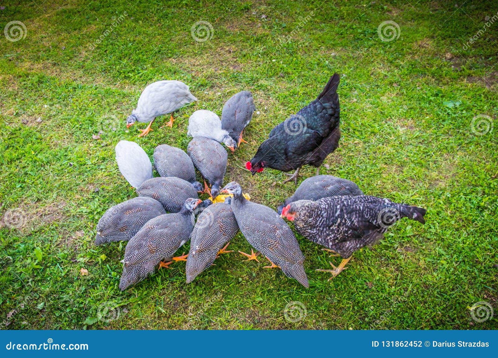 Farming birds stock photo. Image of home, summer, little - 131862452