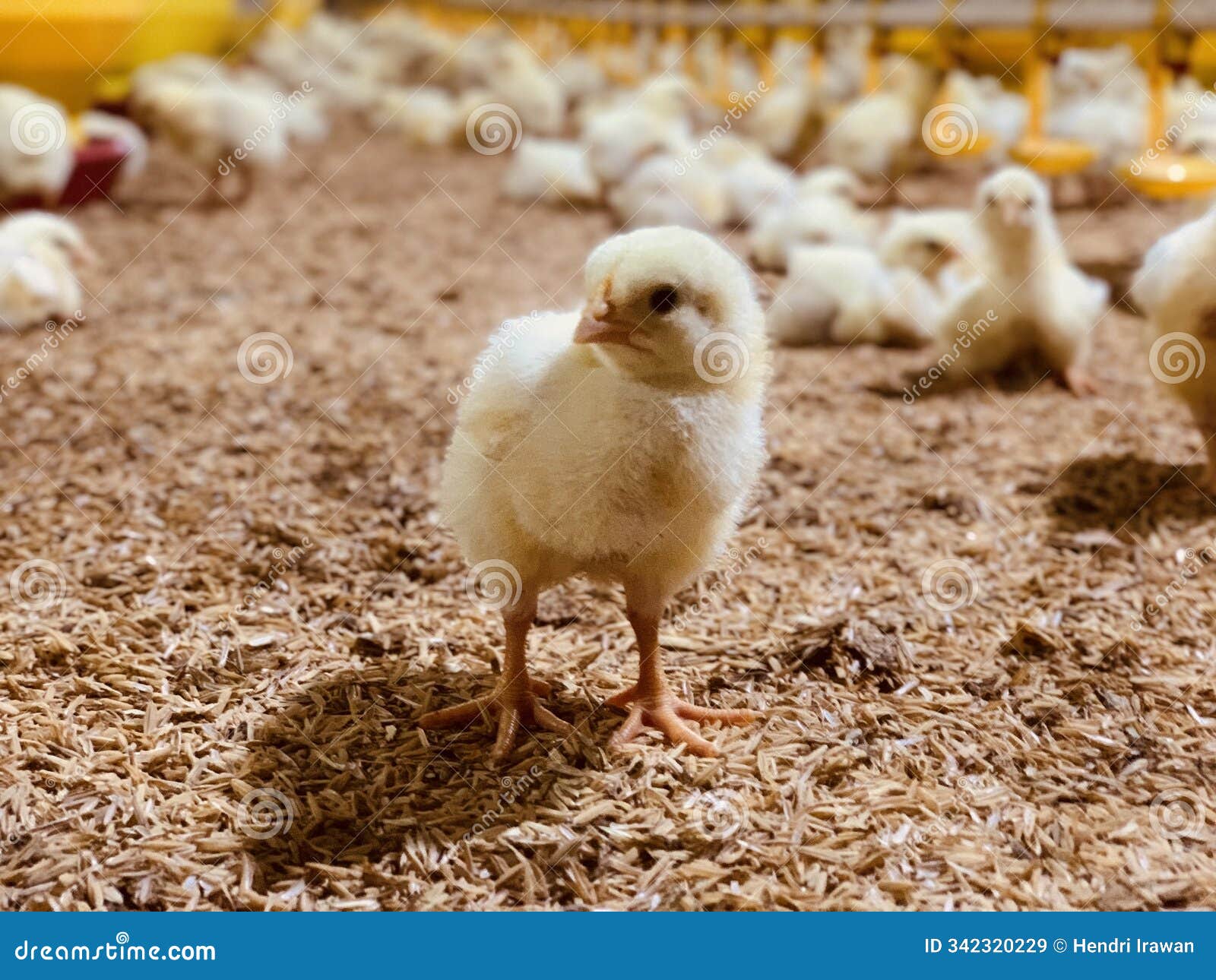 Farming Broiler Chick stock image. Image of chick, farming - 342320229