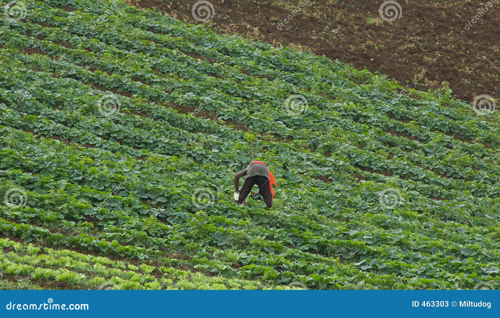 Farming in the Caribbean stock image. Image of dirt, land - 463303