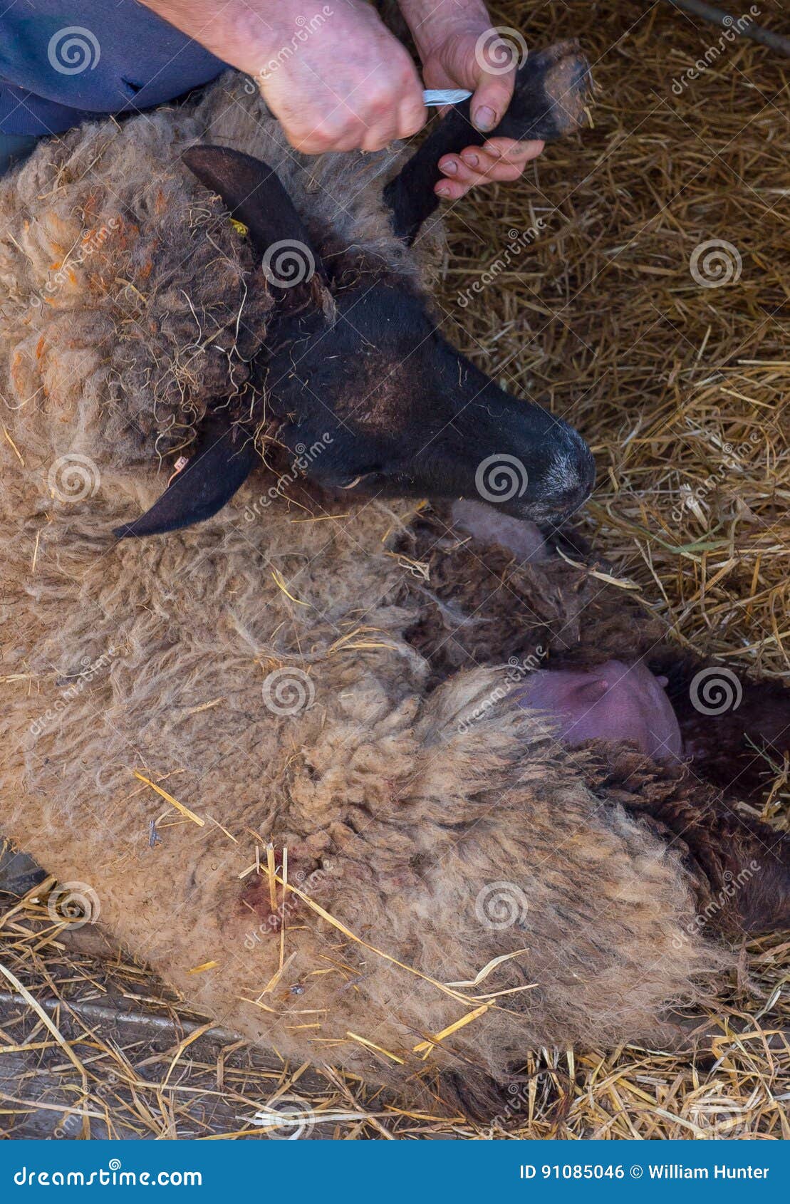 Farming caring for sheep stock photo. Image of sharp - 91085046