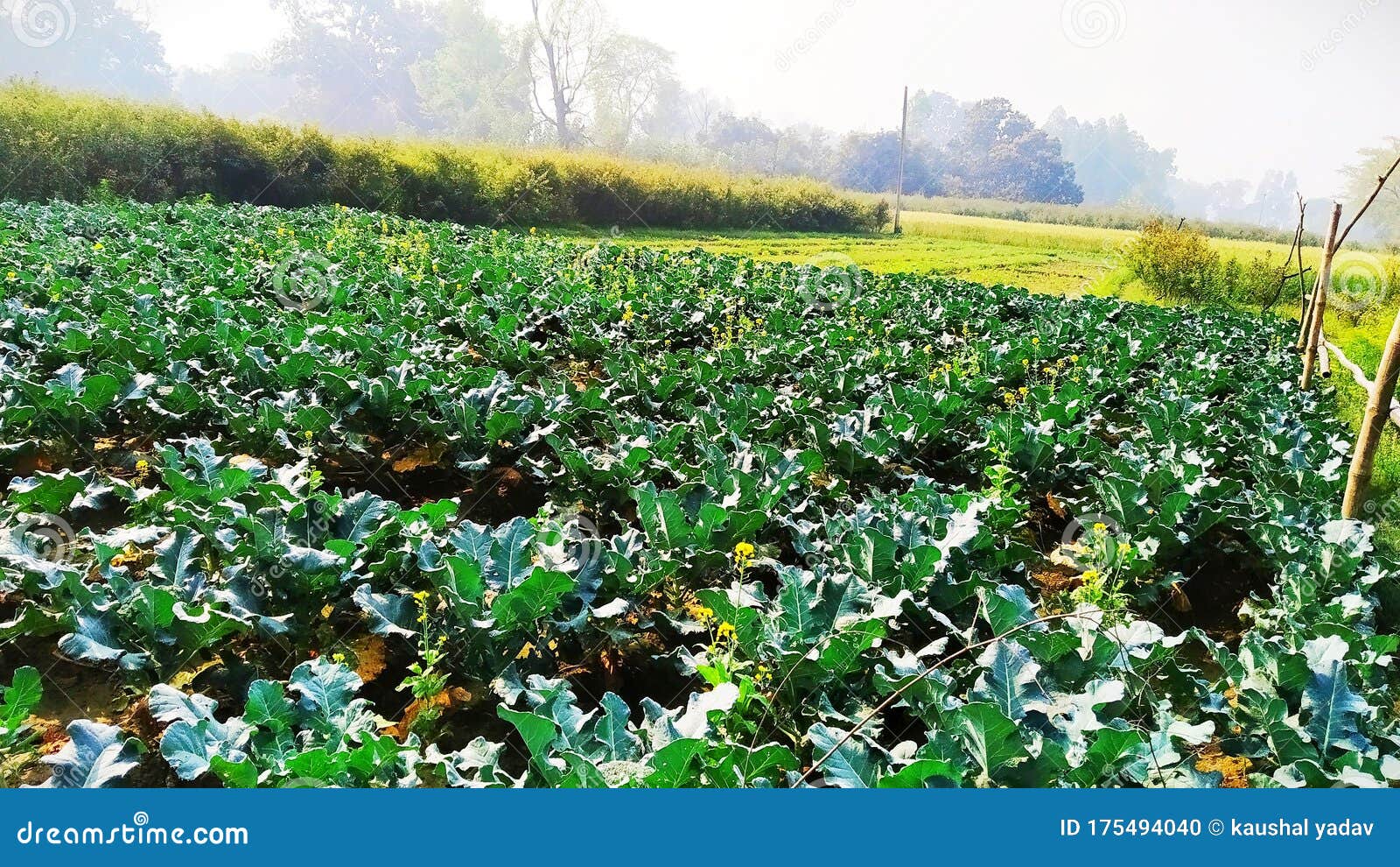 Farming of cauliflower stock photo. Image of human, vegetable - 175494040