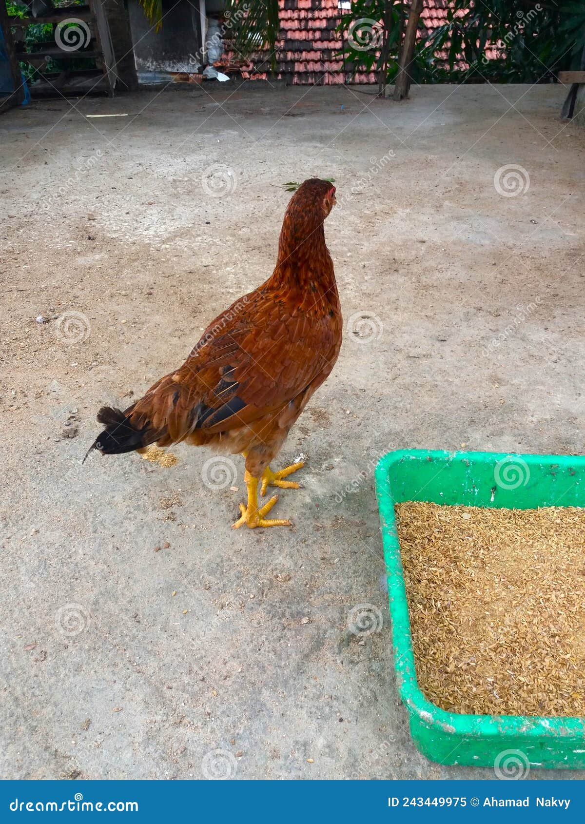 The Farming of Chickens, Standing Back Side, Hen Five Month Old Hen ...