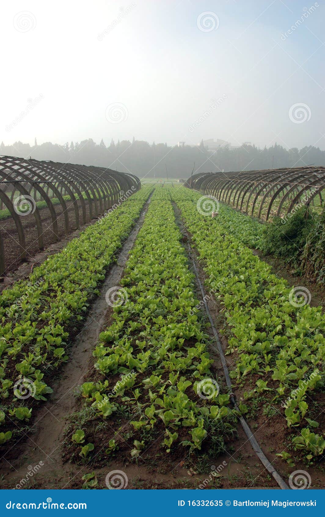Farming in China stock image. Image of hunan, landscape - 16332635