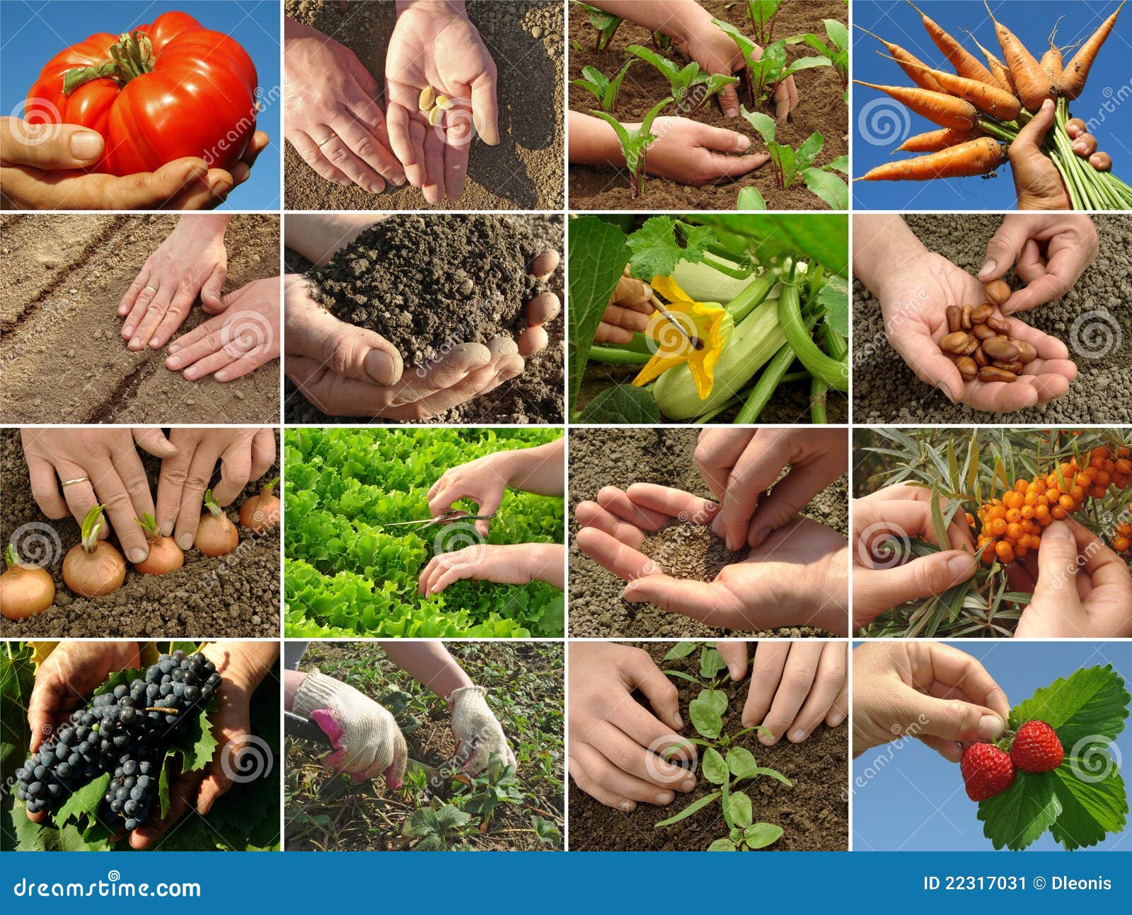 Farming Collage Stock Photography | CartoonDealer.com #22317308