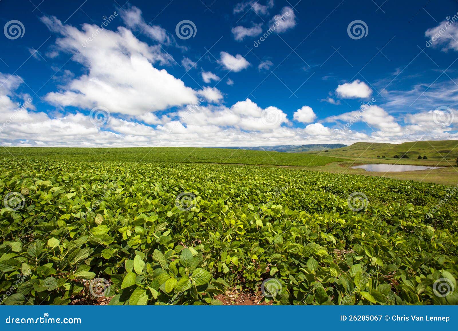 Farming Crops Dam Blue Cloud Stock Image - Image of leaves, seasons ...
