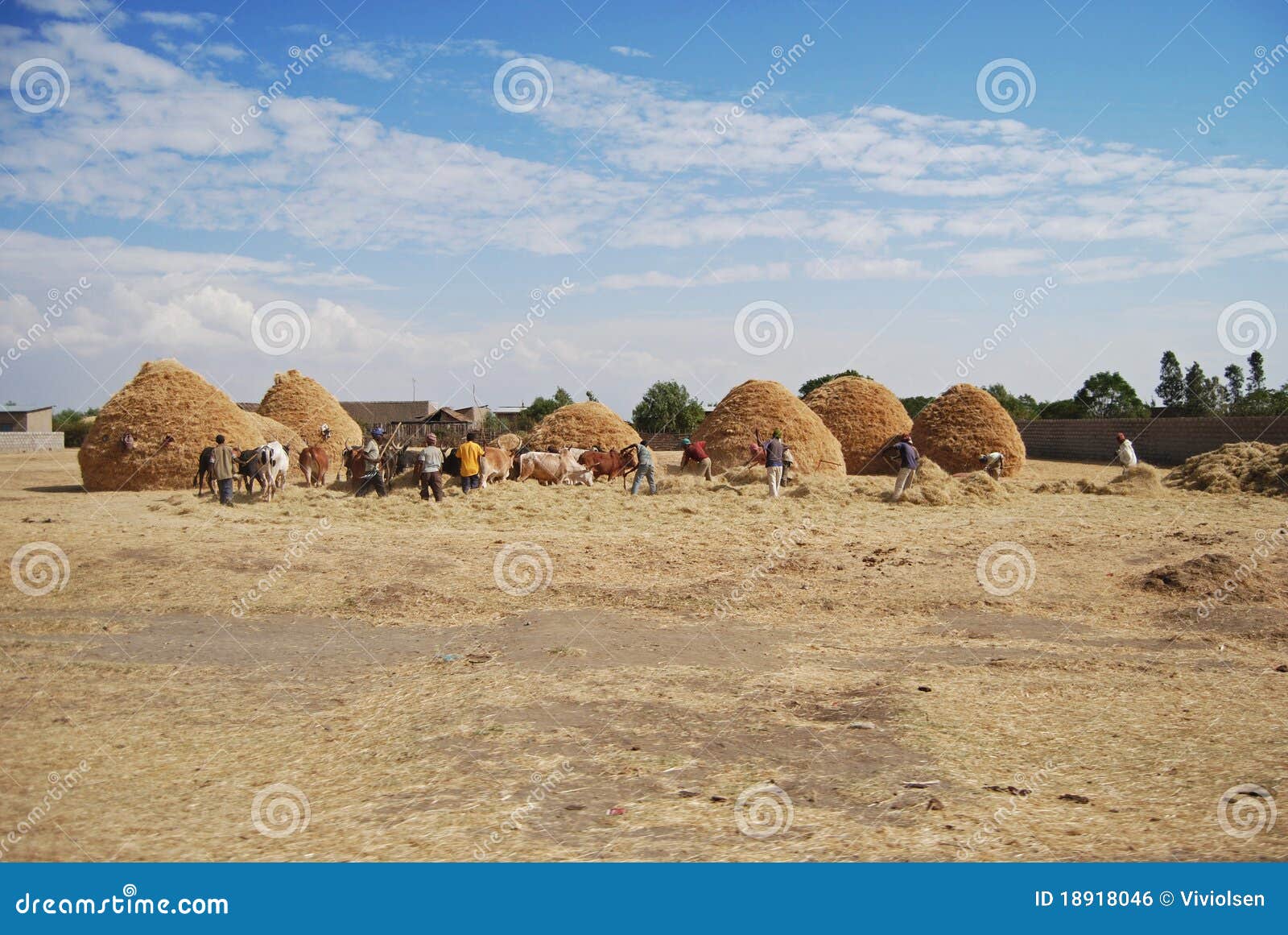 Farming in ethiopia stock photo. Image of landscape, field - 18918046