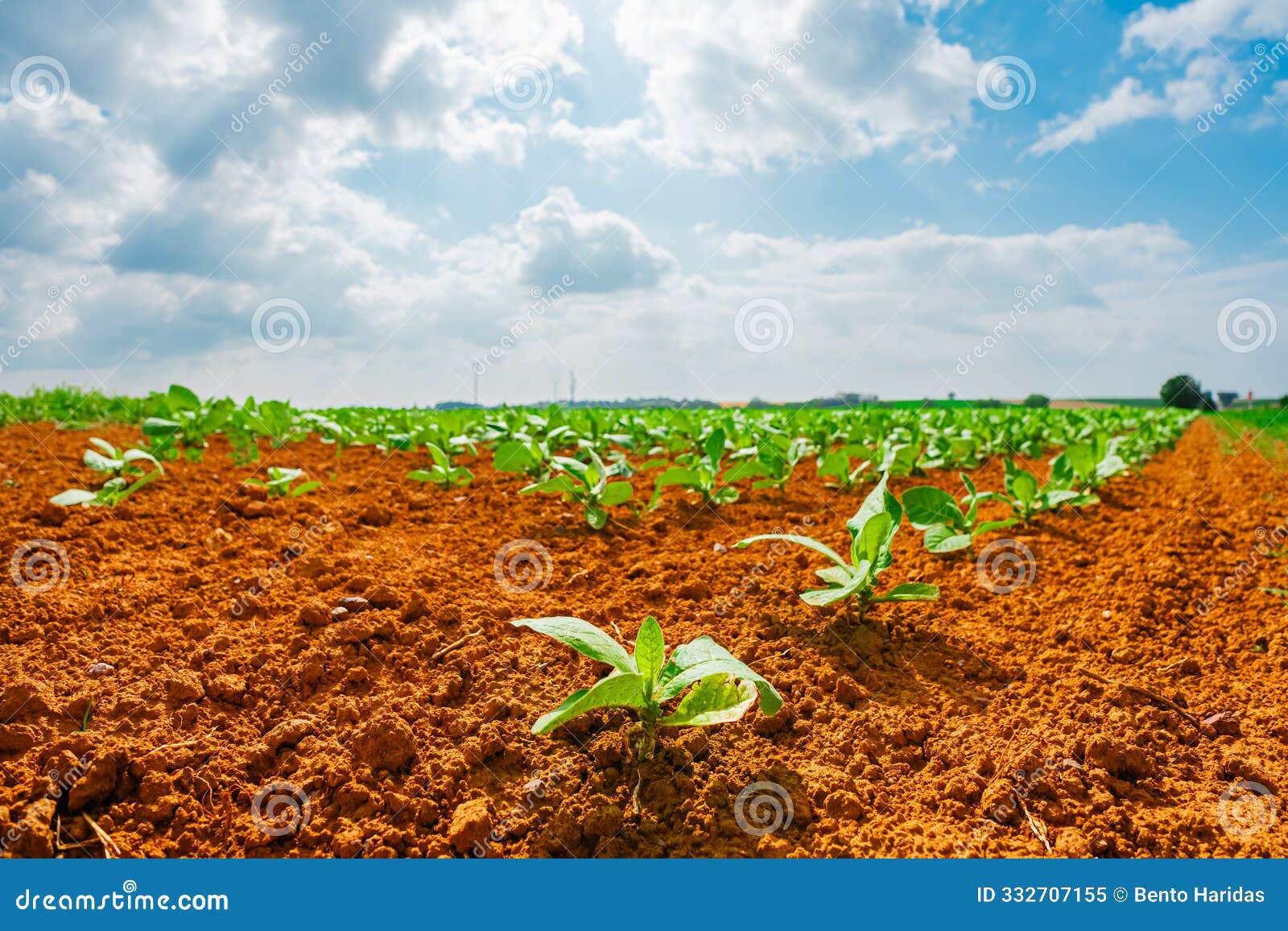 Long Rows Of Corn In Farm Field, Crop Storage Silos, Red Barn Stock ...