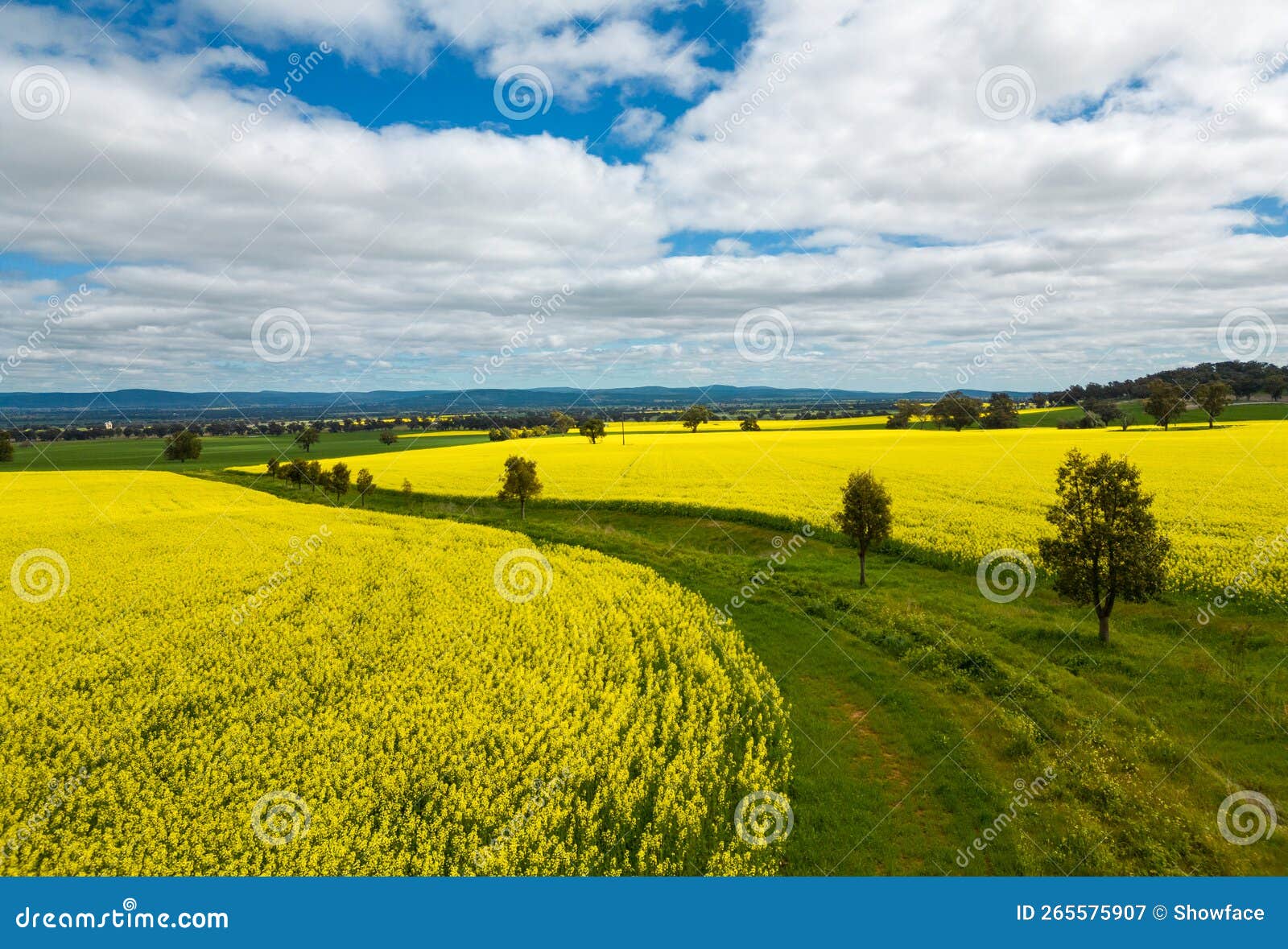 Farming Fields Blooming with Golden Yellow Canola in Spring Stock Image ...