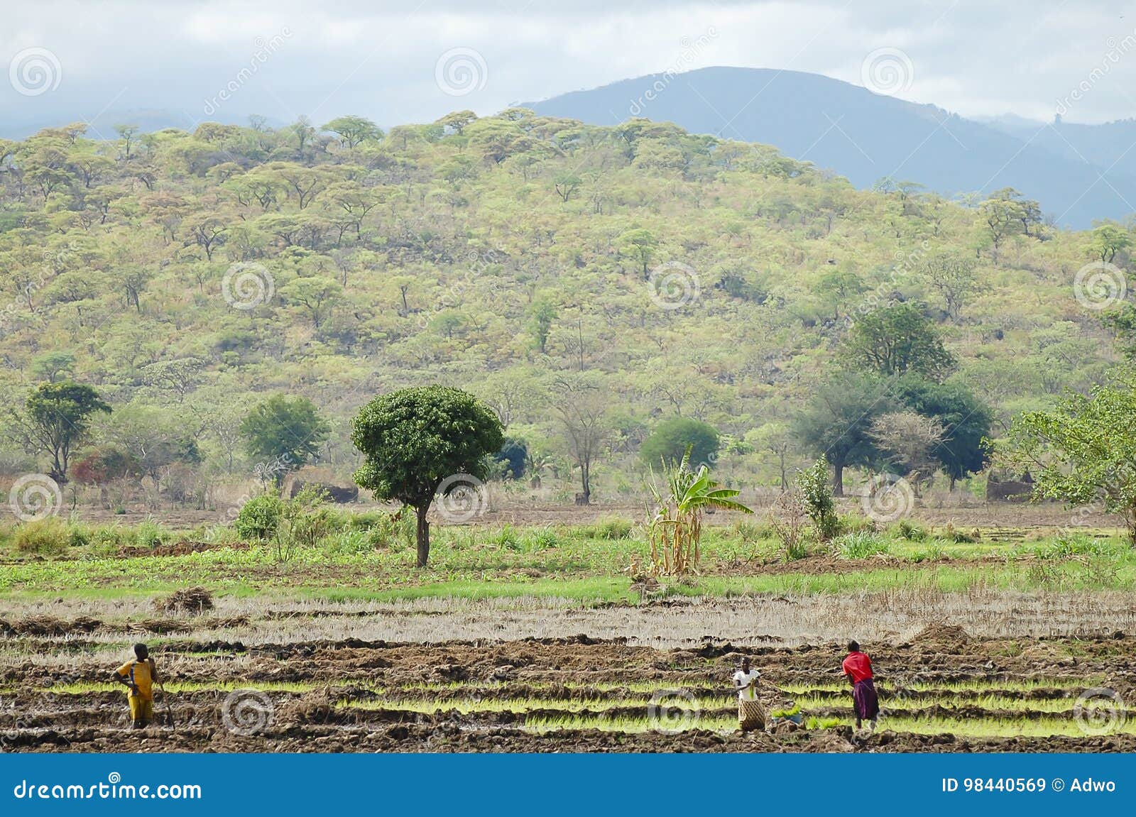 Farming Fields - Tanzania editorial stock image. Image of crop - 98440569