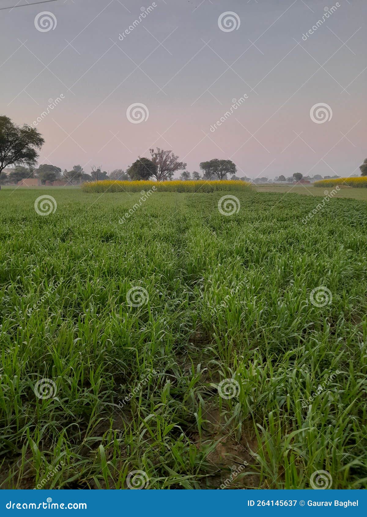 Farming fields weat crops stock image. Image of fields - 264145637