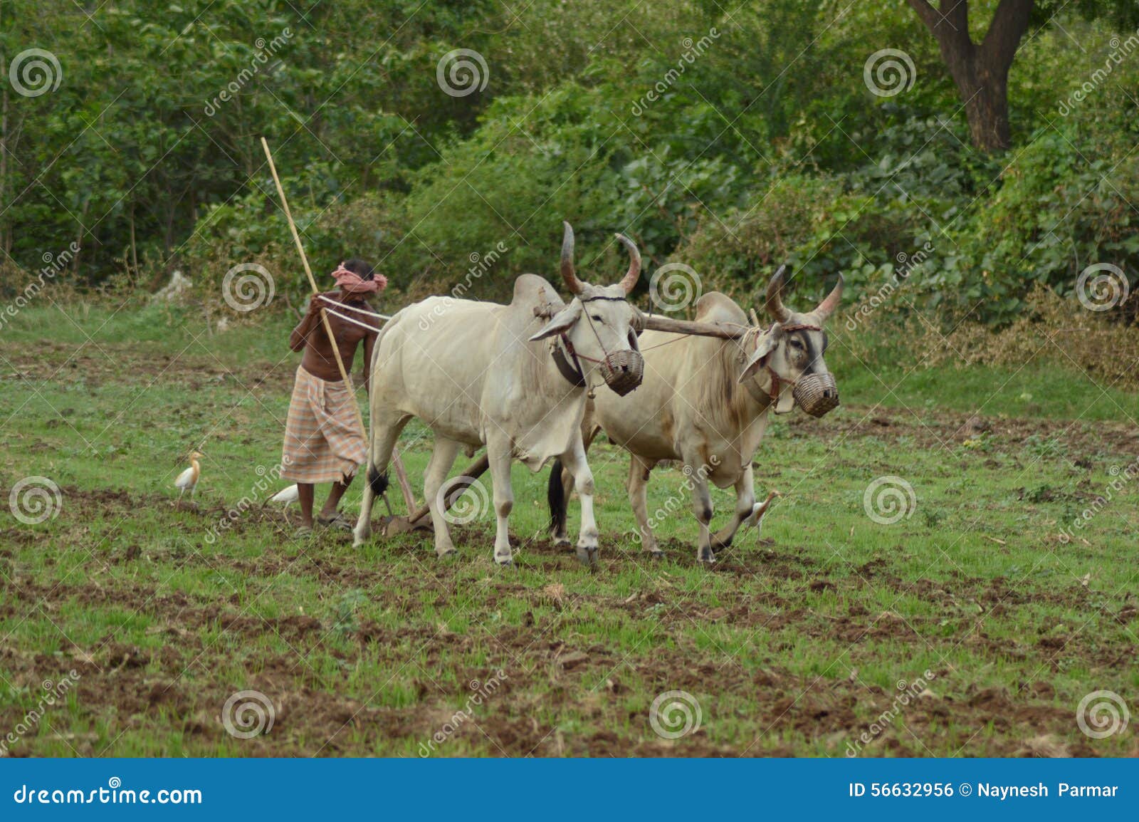Indian Farmer Tilling the Land with Pair Bullocks and Plough Editorial ...