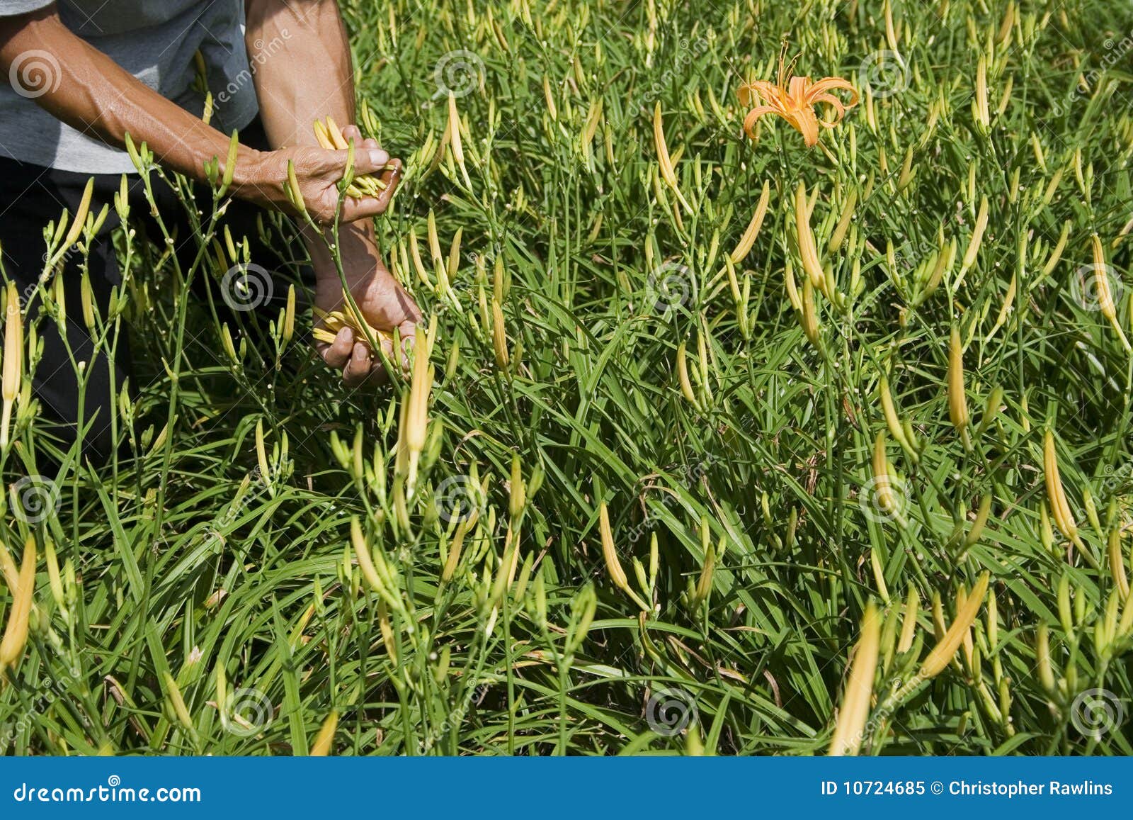 Farming Flowers stock image. Image of healthy, flowers - 10724685
