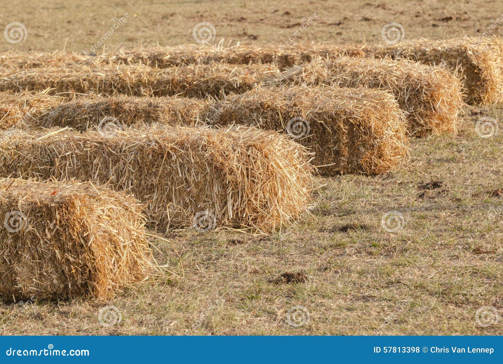 Farming Grass Bales stock photo. Image of cattle, grass - 57813398