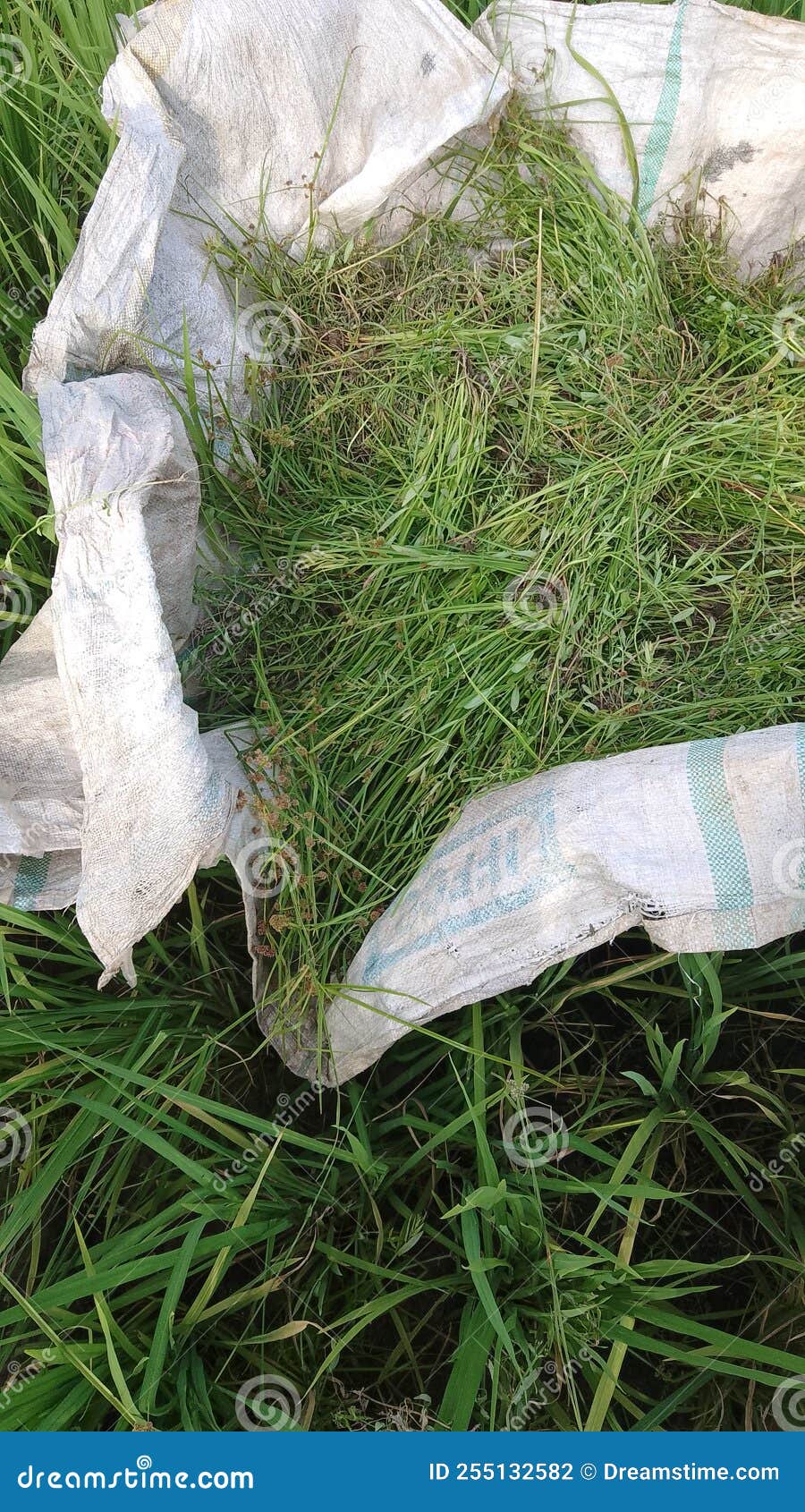 Farming Hard Work Grass Cleaning Stock Photo - Image of work, cleaning ...