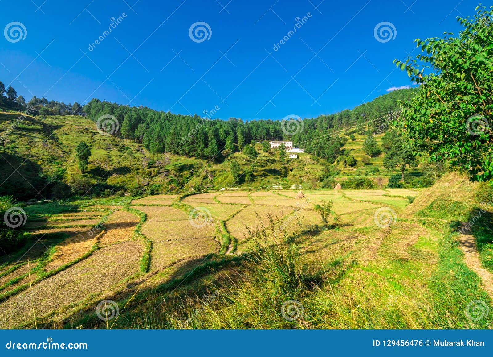 Farming in Himalayas stock photo. Image of scenic, rays - 129456476