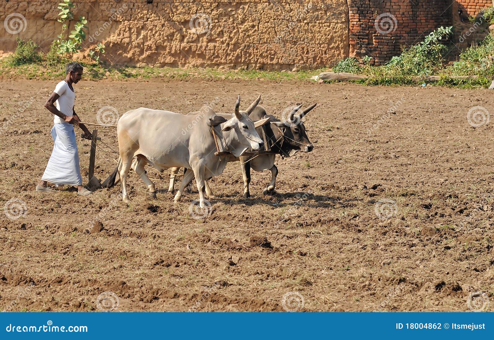 Farming in India editorial photography. Image of expedition - 18004862
