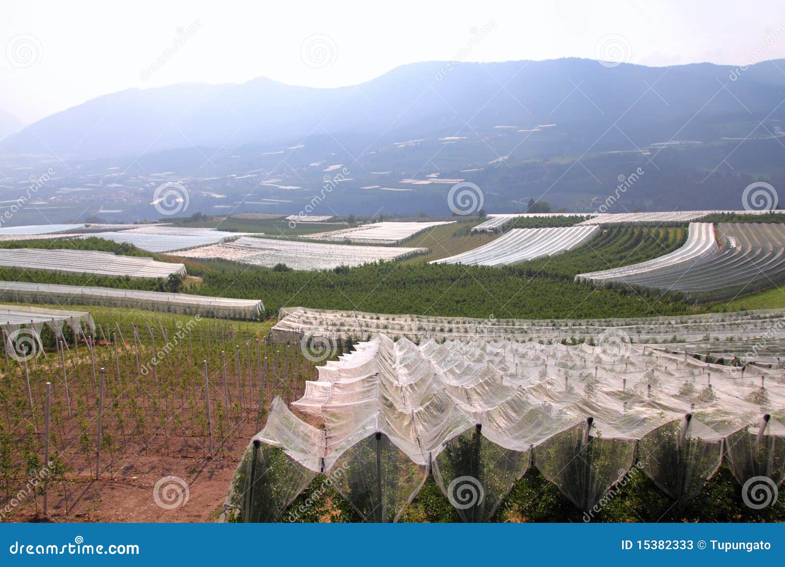 Farming in Italy stock image. Image of summer, horticulture - 15382333