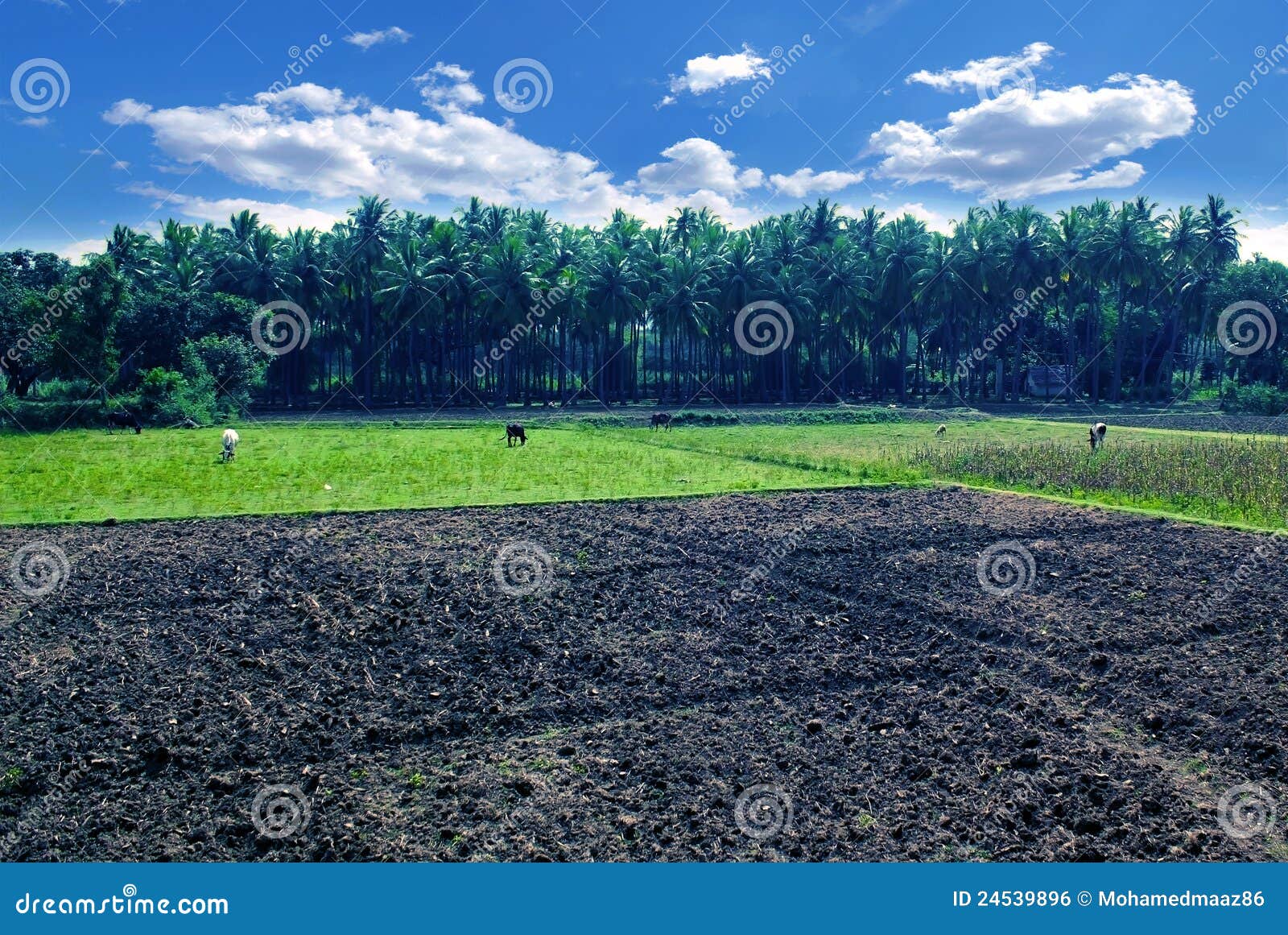 Farming land of india stock photo. Image of background - 24539896