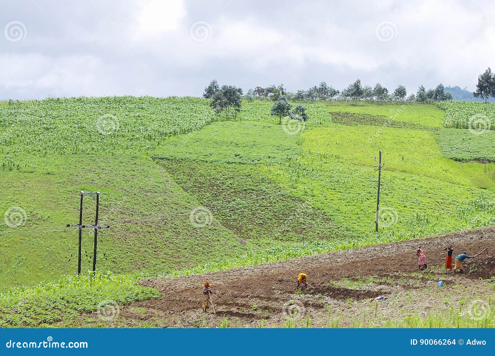 Farming Land - Tanzania editorial stock image. Image of agriculture ...