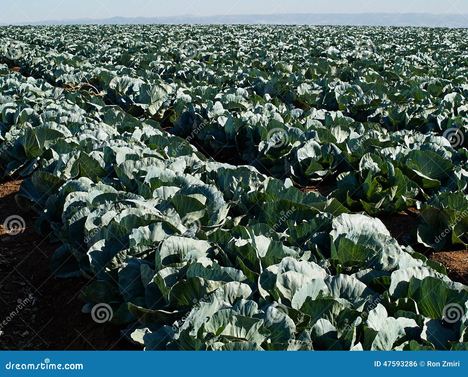 Farming Landscape View of a Freshly Growing Cabbage Field Stock Photo ...