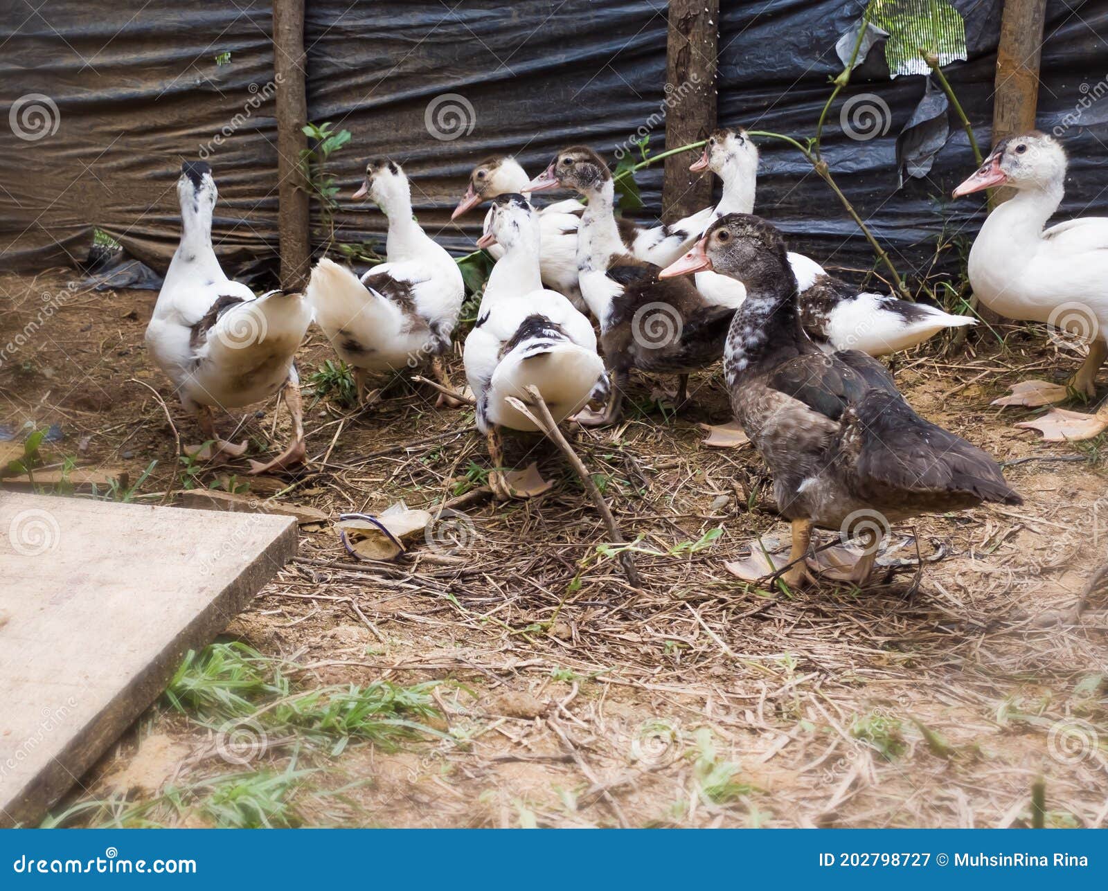 Farming and Laying Ducks by Residents of Aceh, Indonesia Stock Image ...