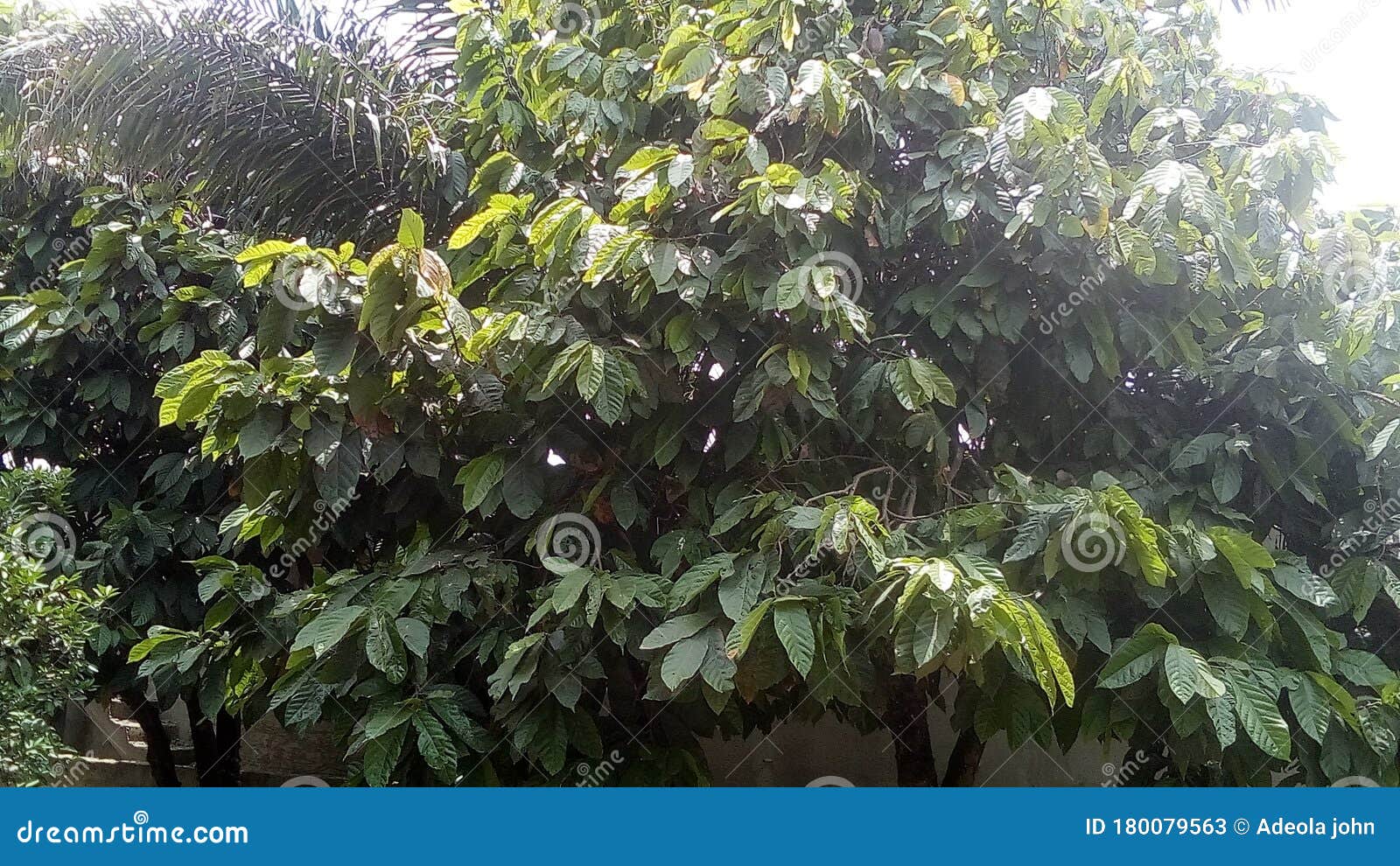 Farming leave tree stock image. Image of branch, jungle - 180079563