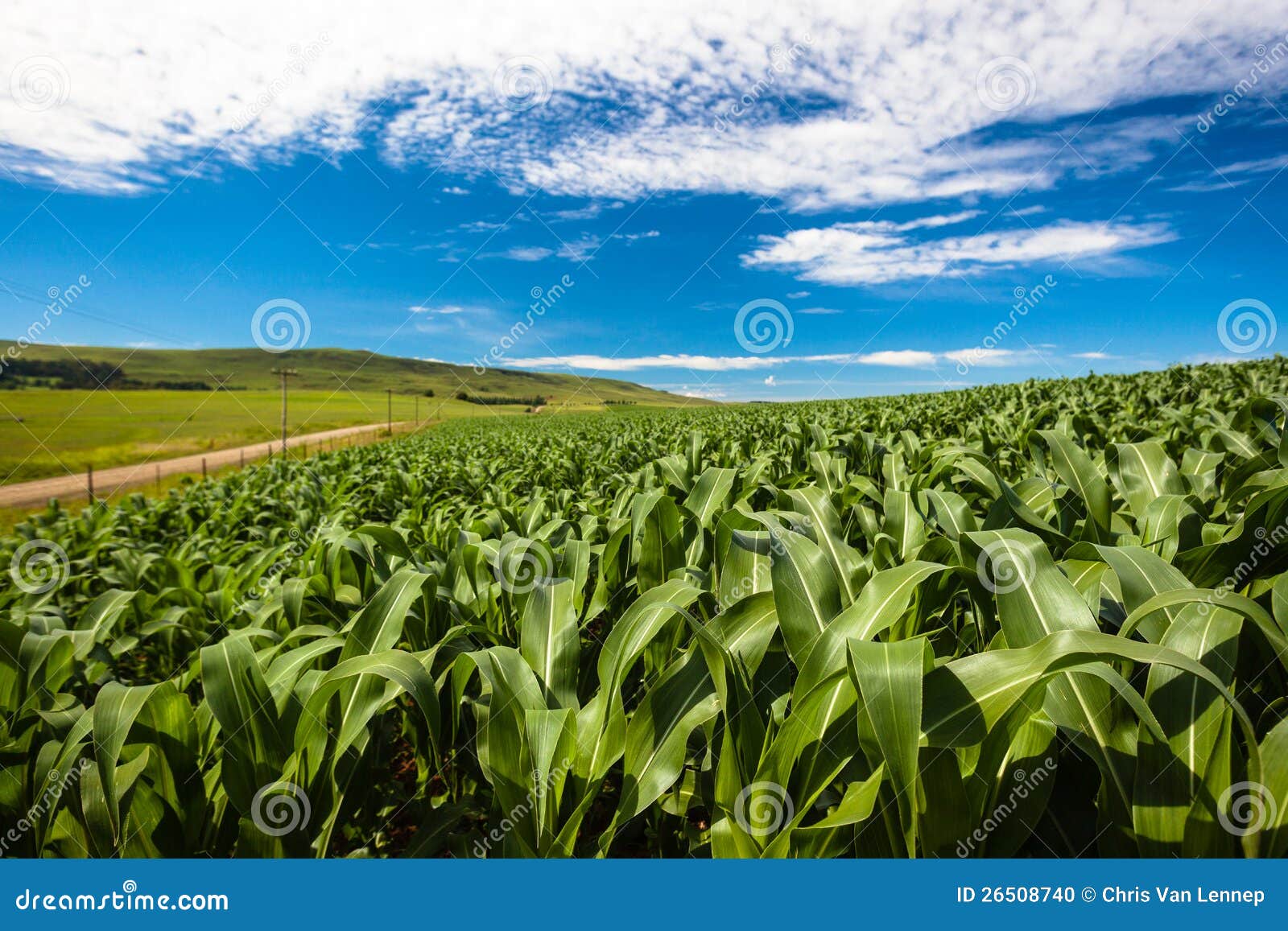 Farming Maize Crops Food stock photo. Image of food, mountains - 26508740