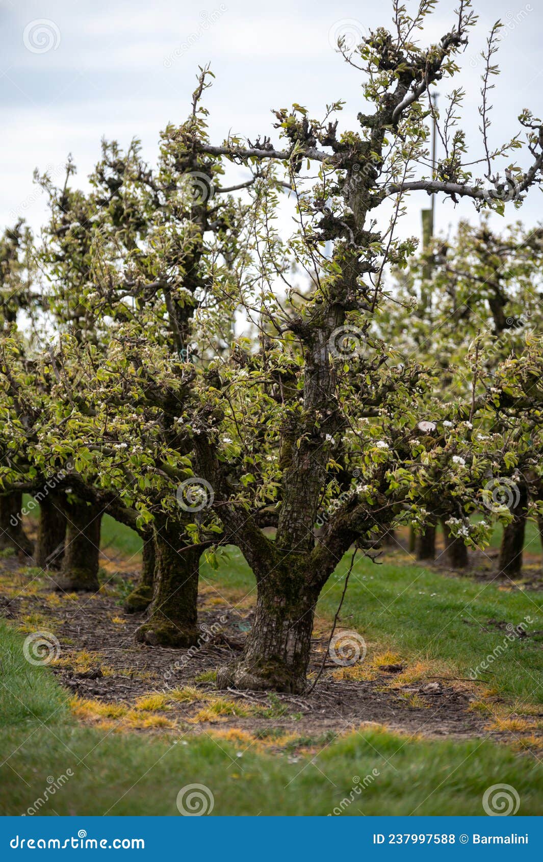 Farming in Netherlands, Rows of Blossoming Pear Trees on Fruit Orchards ...