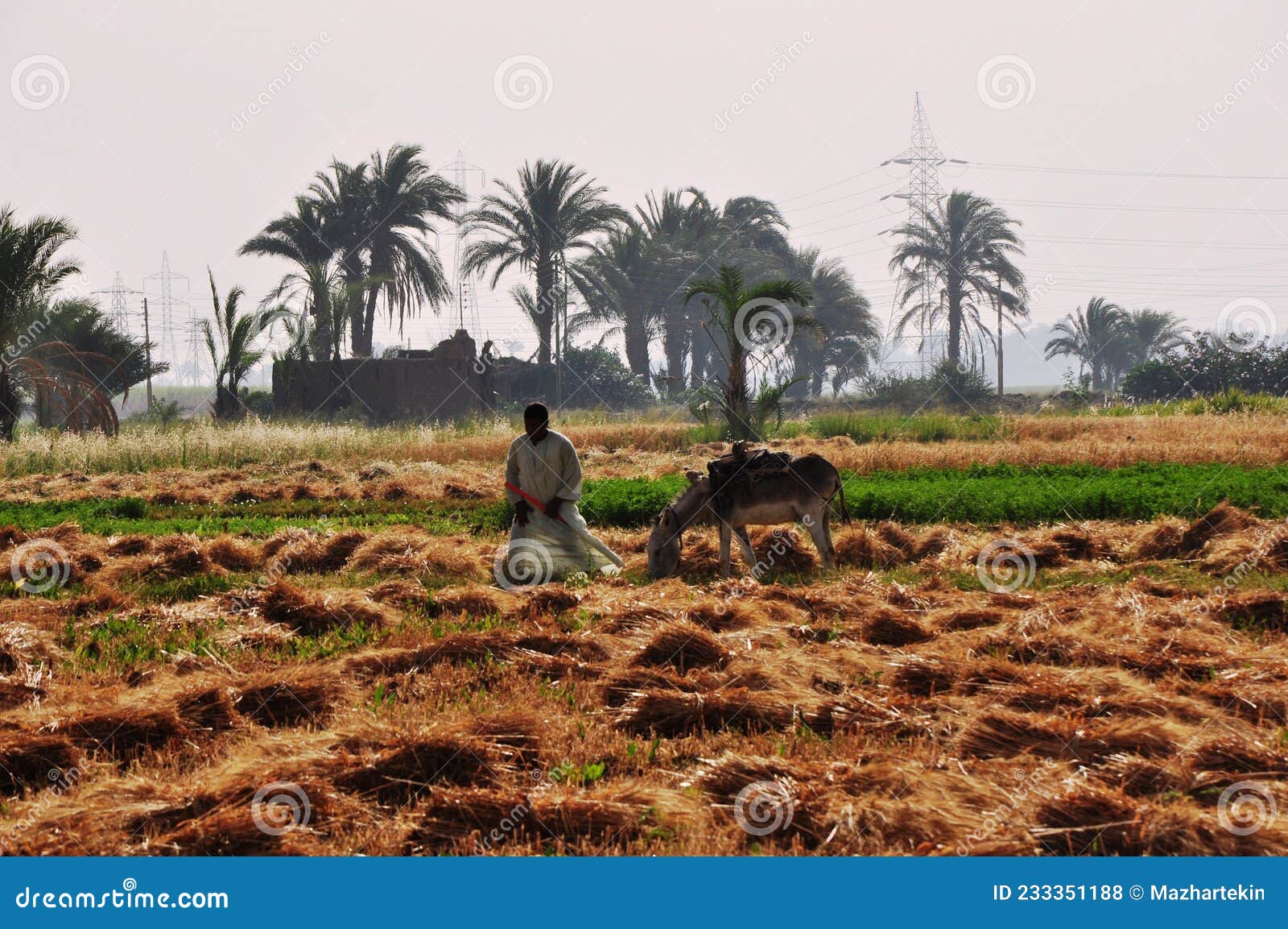 Farming by the Nile in Egypt Editorial Stock Photo - Image of microsoft ...