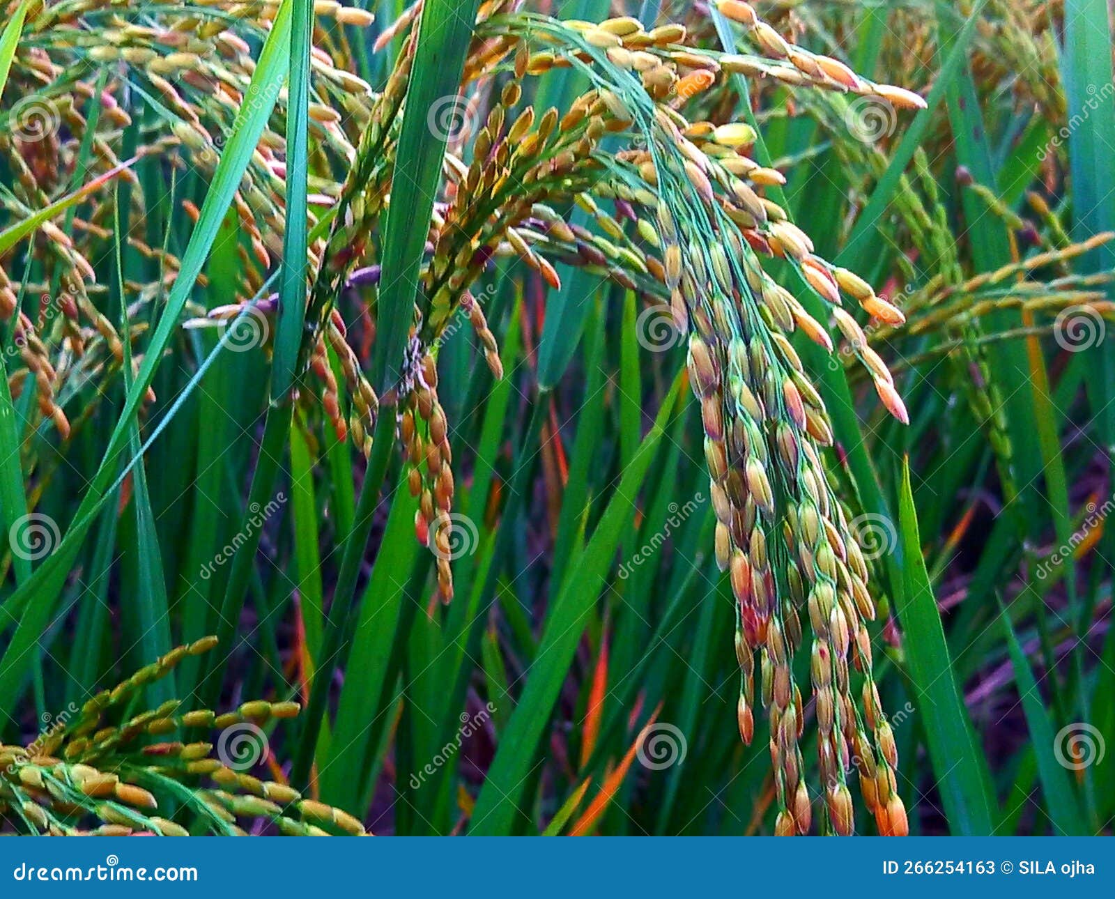 Farming Odisha Some Snaps from My Village Stock Image - Image of nature ...
